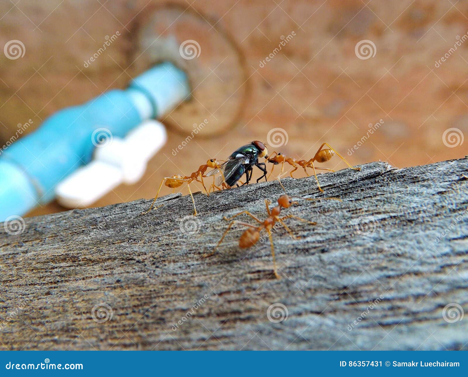 Formiche Che Foraggiano Su Di Legno Immagine Stock - Immagine di ...
