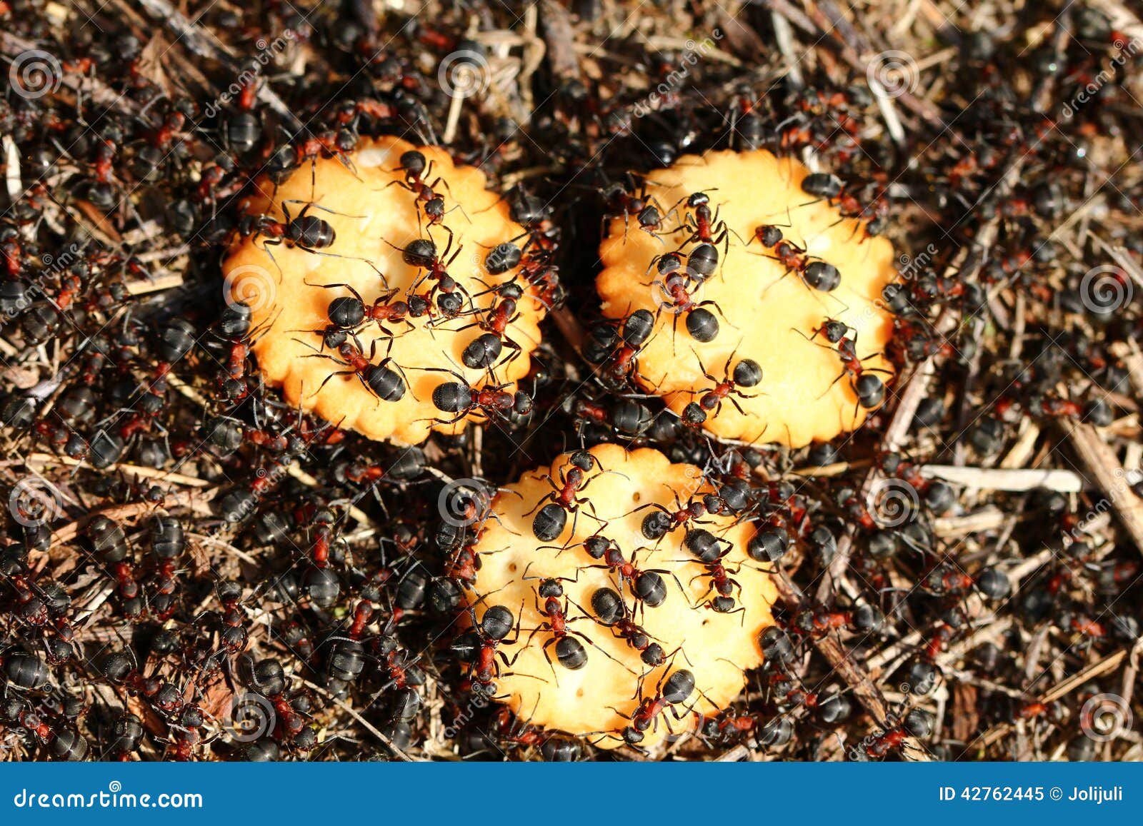 Formiche Che Mangiano I Cracker Immagine Stock - Immagine di vivere ...