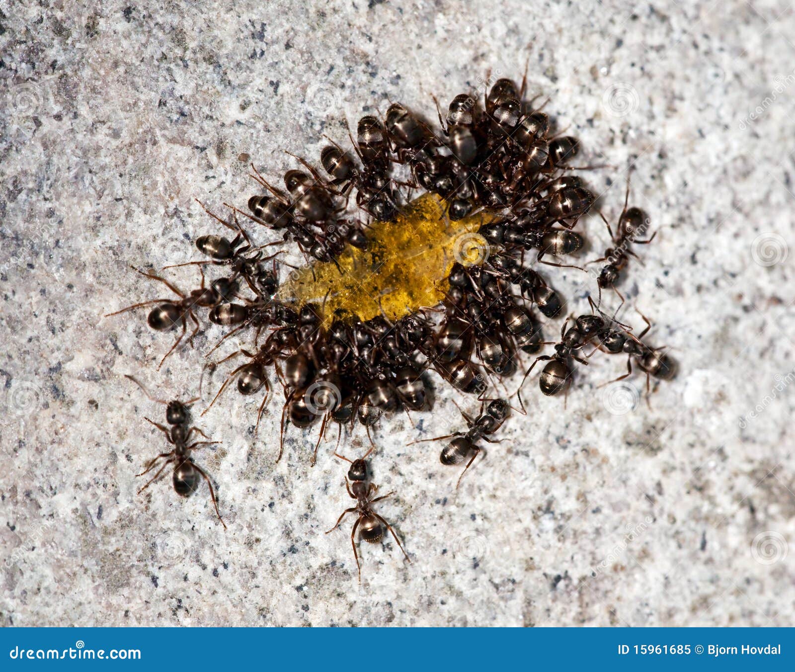 Formiche Che Mangiano Miele Immagine Stock - Immagine di teamwork ...