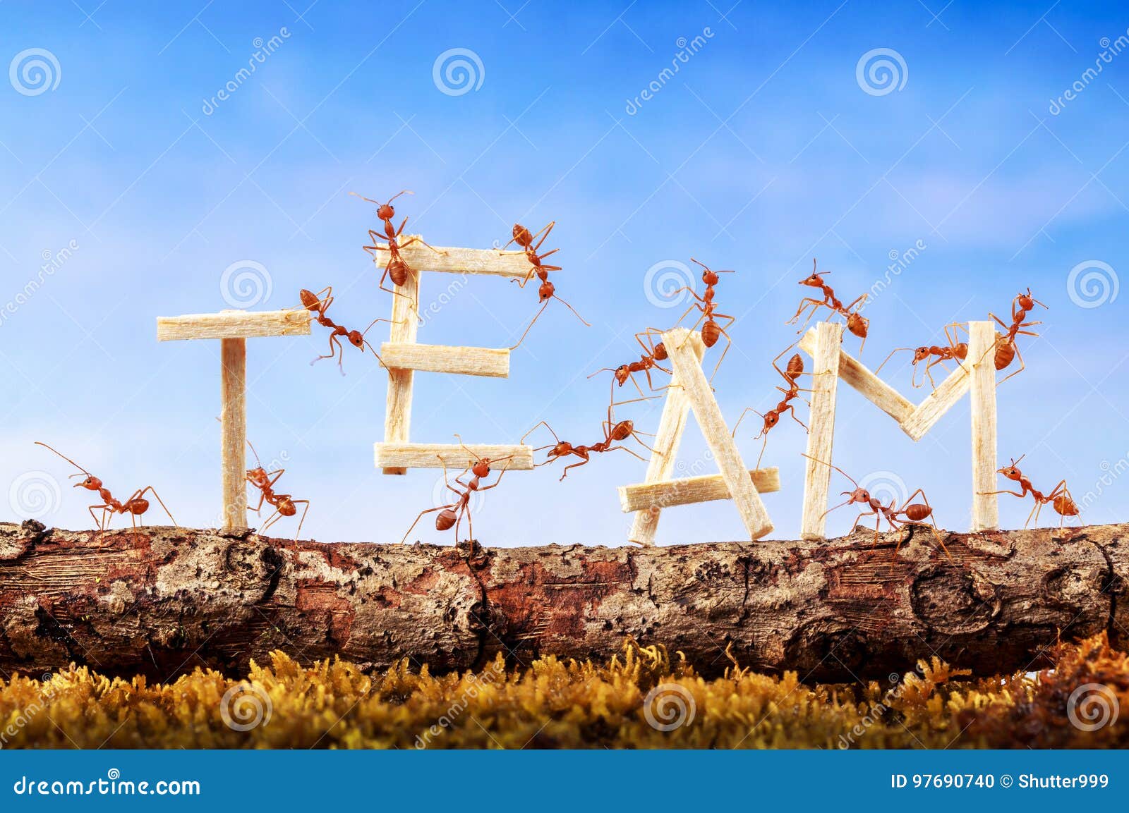 Formiche Che Portano Il Gruppo Di Espressione Fotografia Stock ...