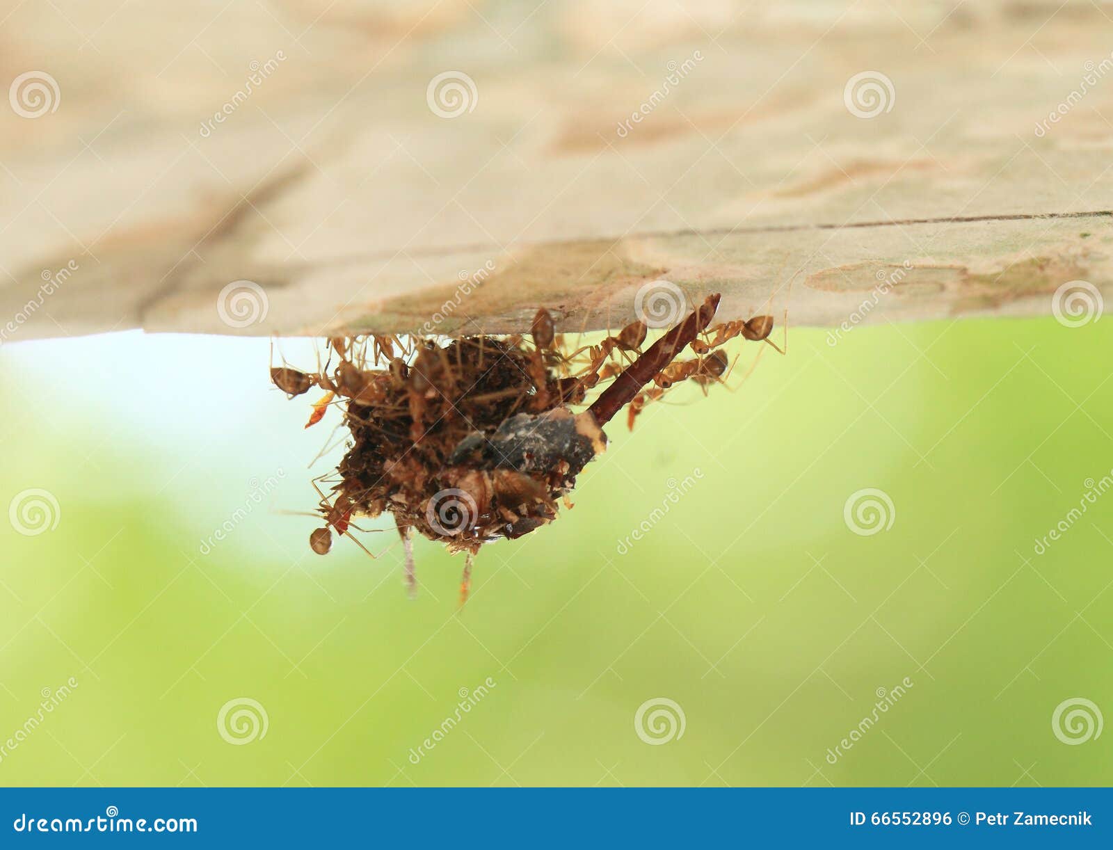 Formiche Che Portano Insetto Morto Fotografia Stock - Immagine di ...