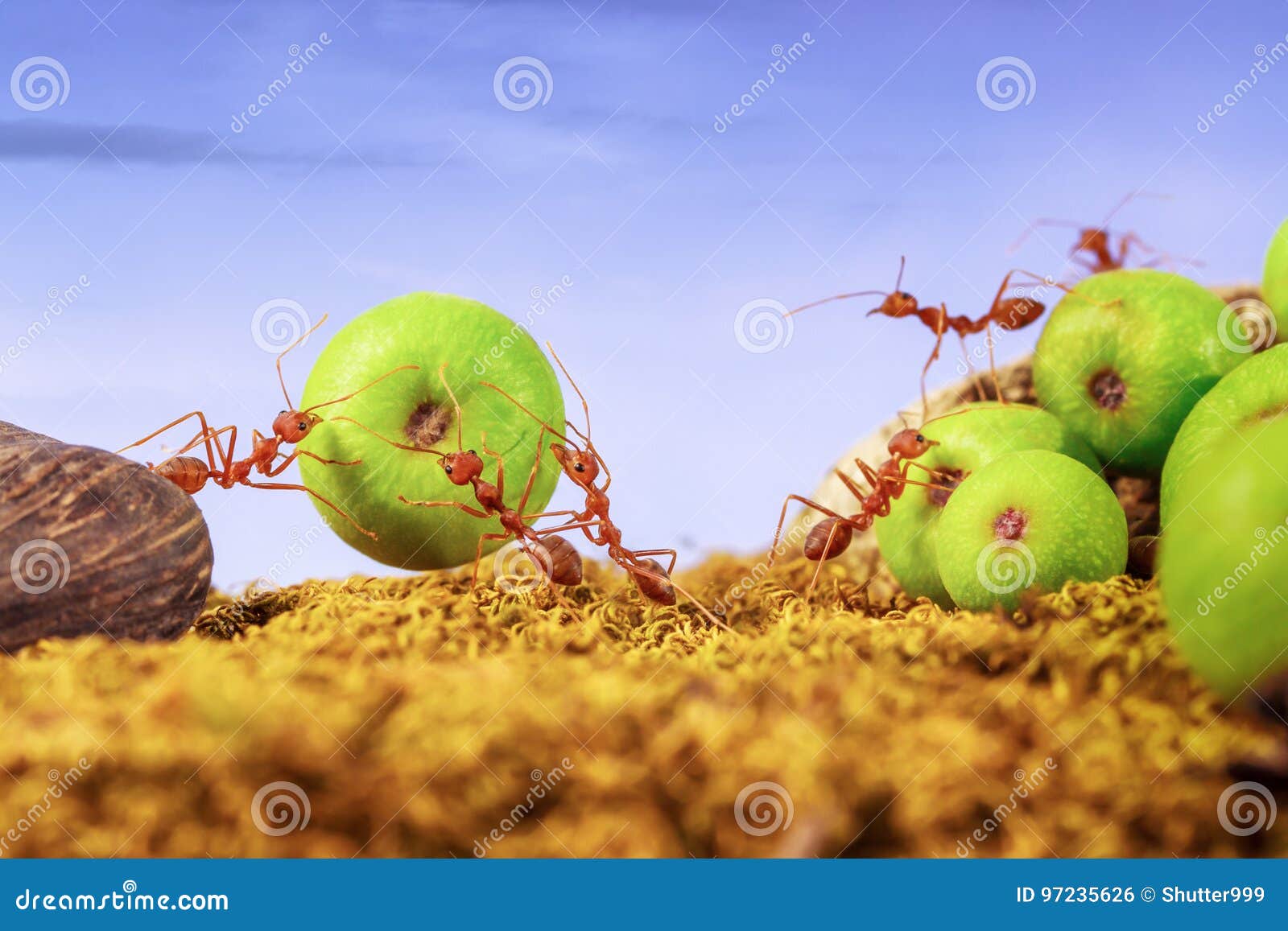 Formiche Che Portano Insieme Alimento Fotografia Stock - Immagine di ...