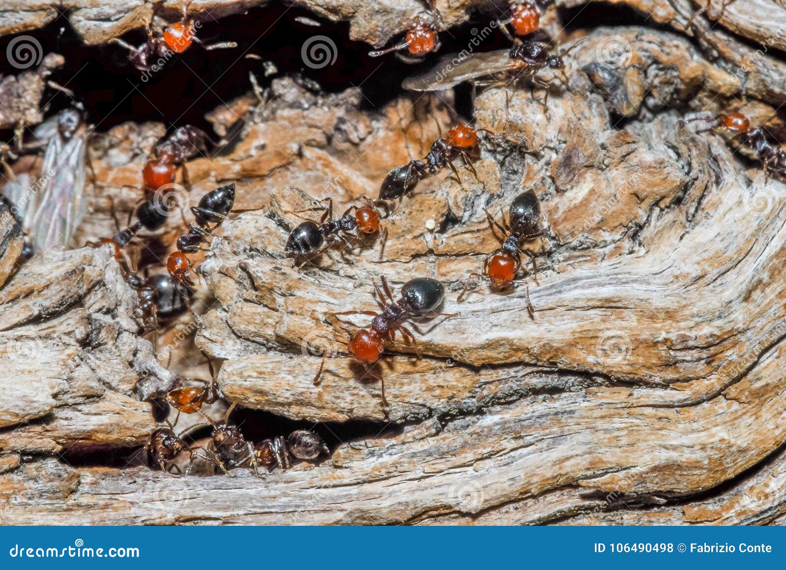 Formiche Che Si Muovono Vicino Su Fotografia Stock - Immagine di legno ...