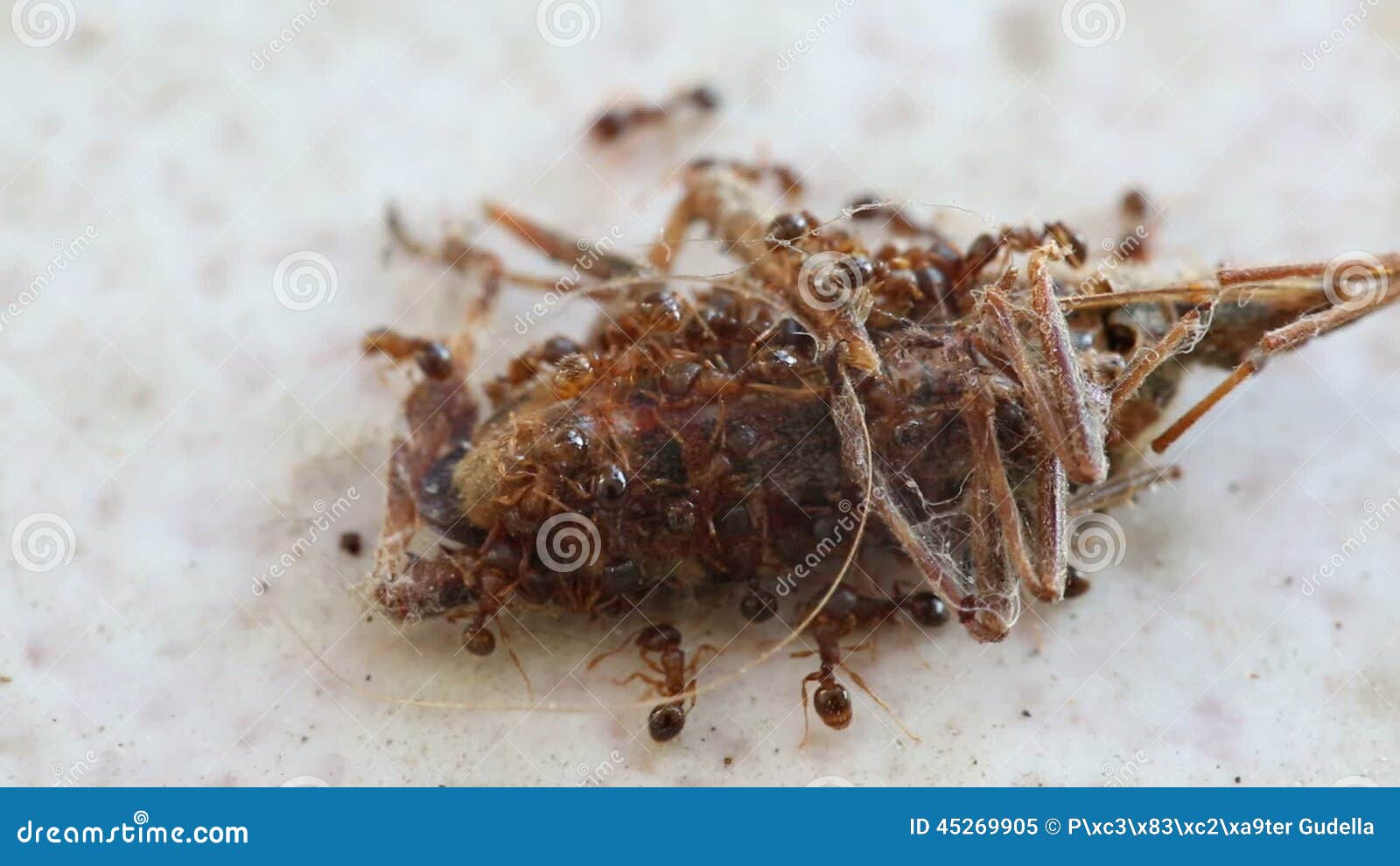 Formiche Che Trascinano Una Preda Archivi Video - Video di corpo ...