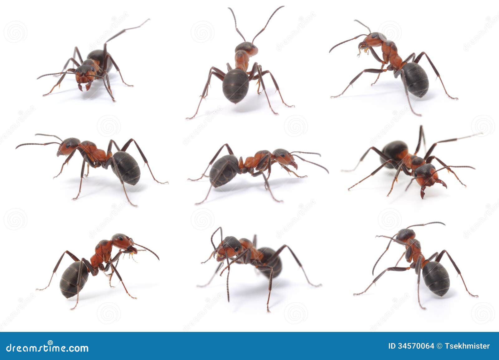 Formiche Della Foresta Di Brown Fotografia Stock - Immagine di chiusura ...