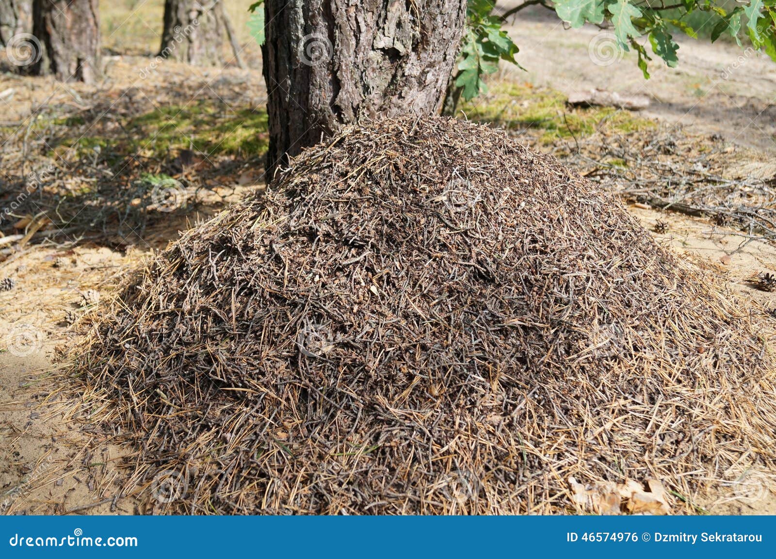 Formiche Di Rosso Del Formicaio Fotografia Stock - Immagine di ...