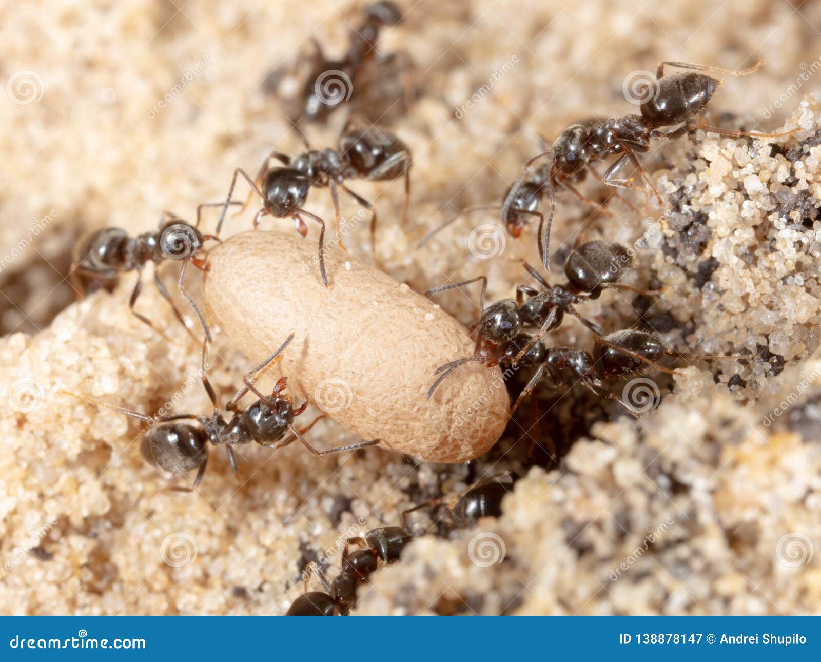 Formiche Ed Uova Formiche in Natura Immagine Stock - Immagine di ...