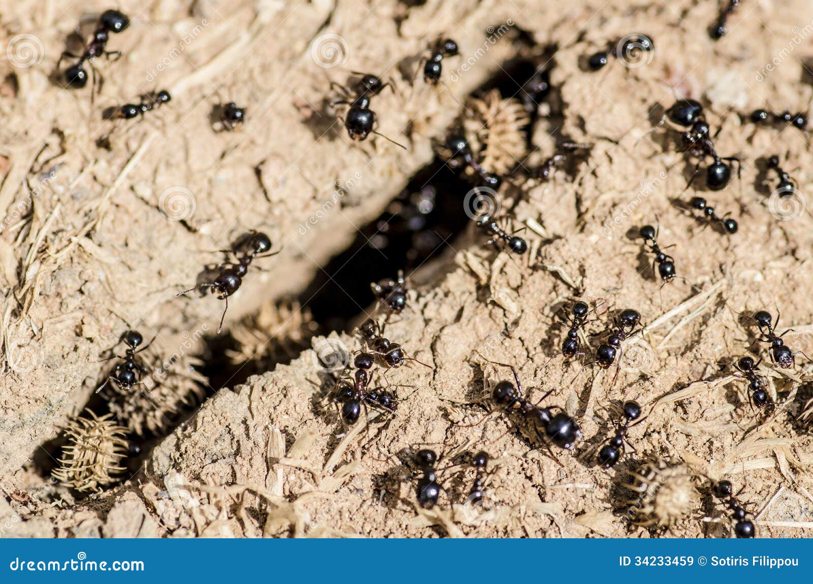 Formiche Nere Che Riuniscono Alimento Immagine Stock - Immagine di ...