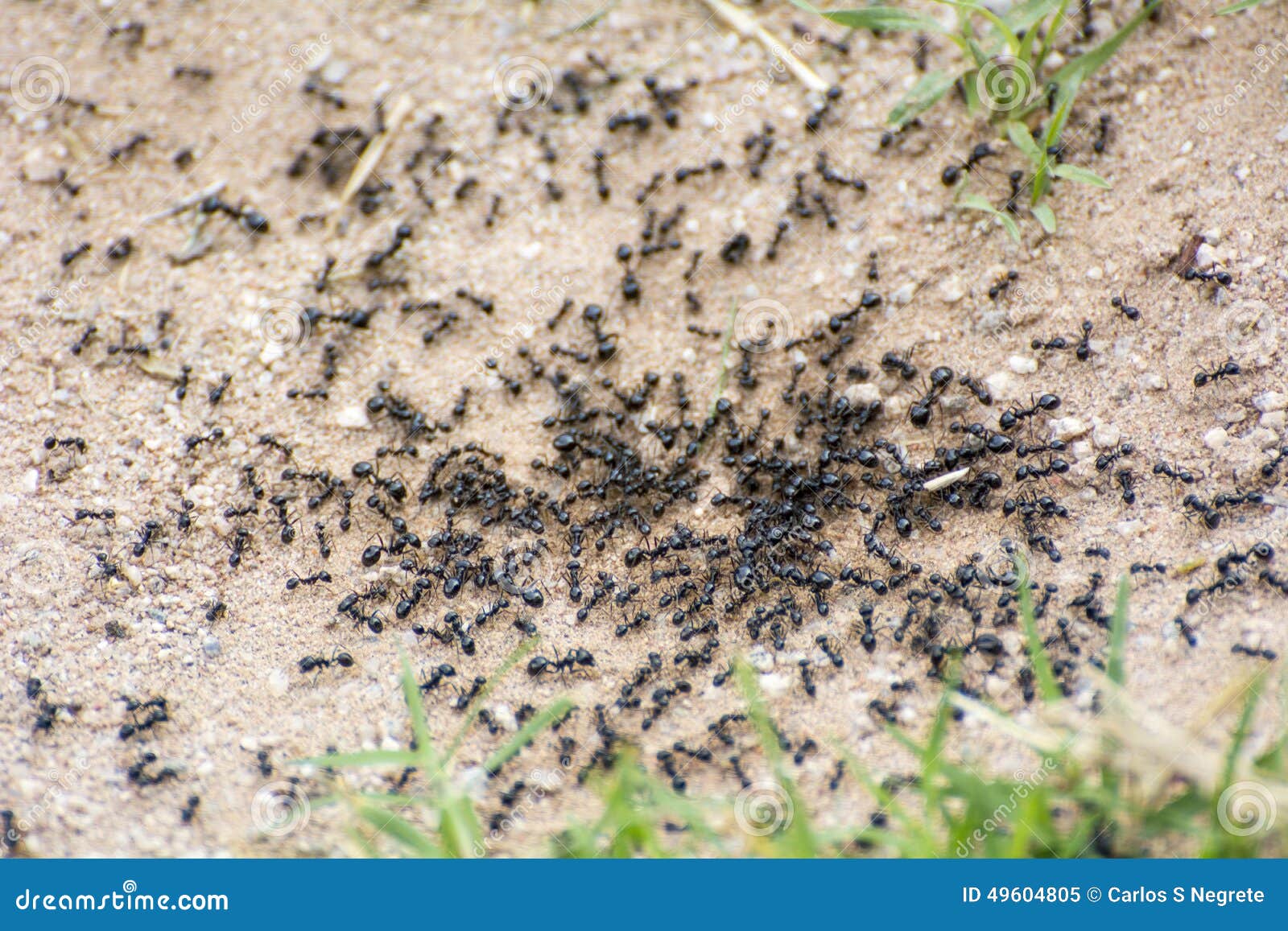 Formiche nere dell'Arizona immagine stock. Immagine di circa - 49604805