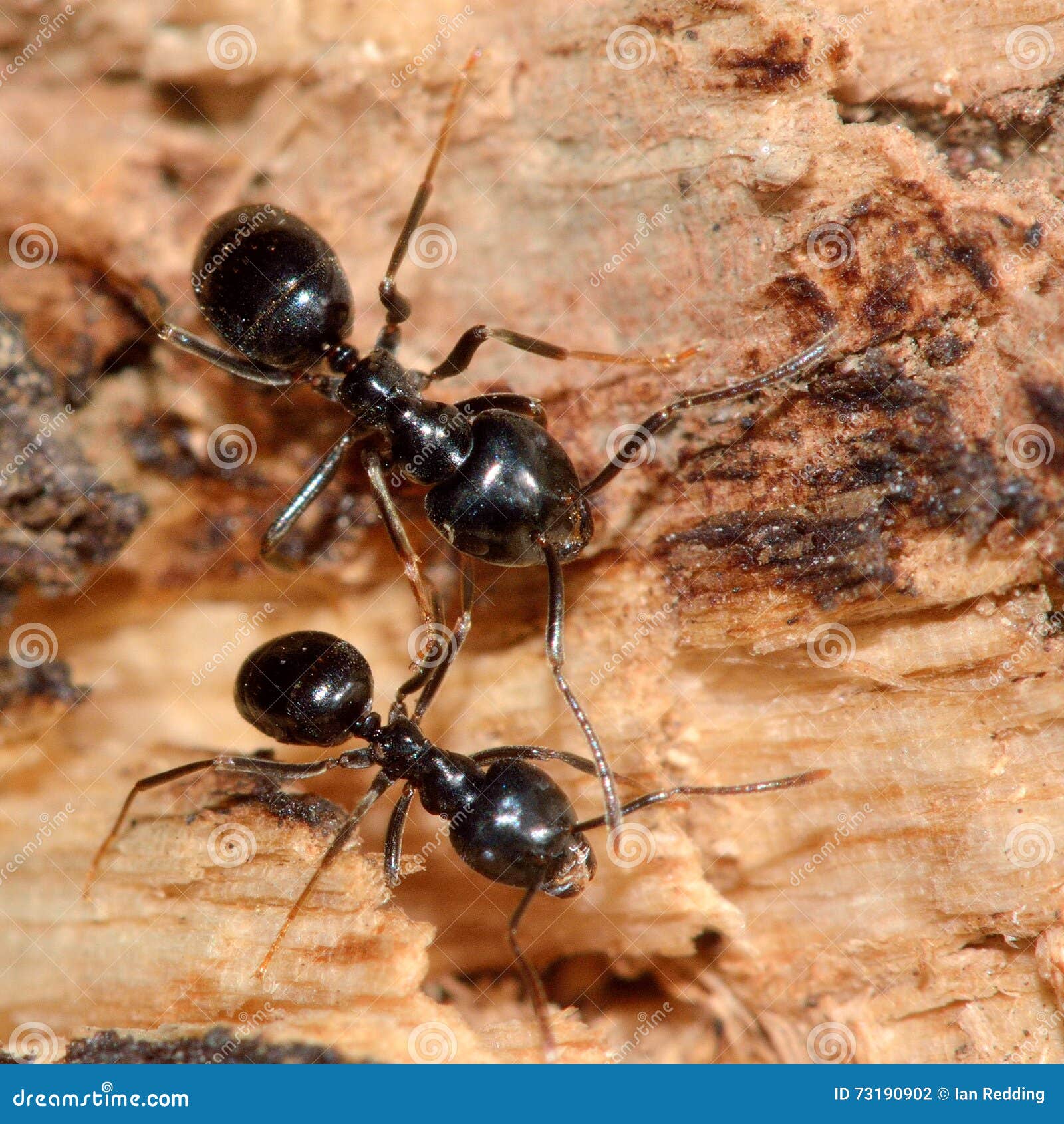 Formiche Nere Ebano (fuliginosus Di Lasius) Fotografia Stock - Immagine ...