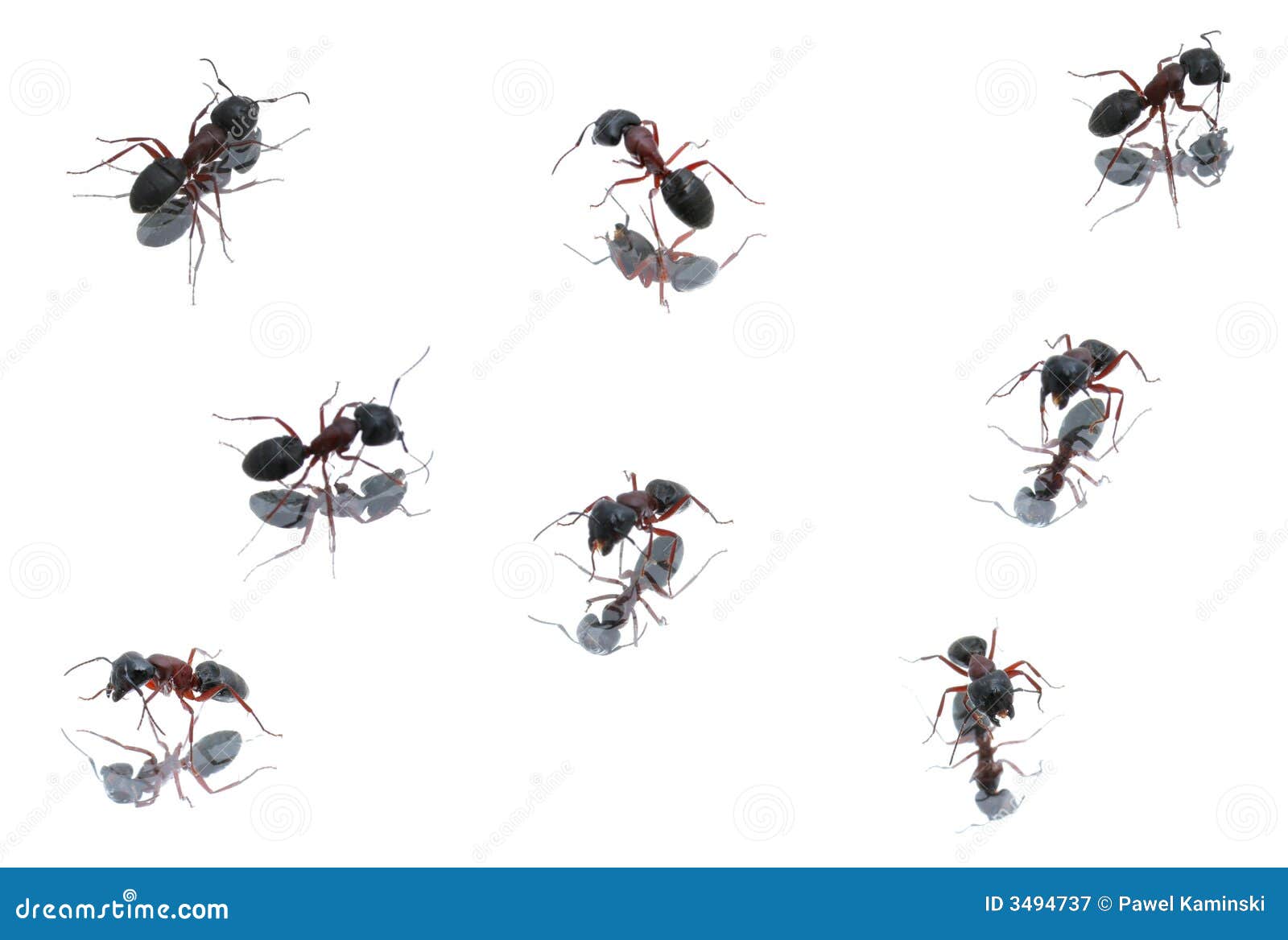 Formiche nere XXXL immagine stock. Immagine di zona, concreto - 3494737