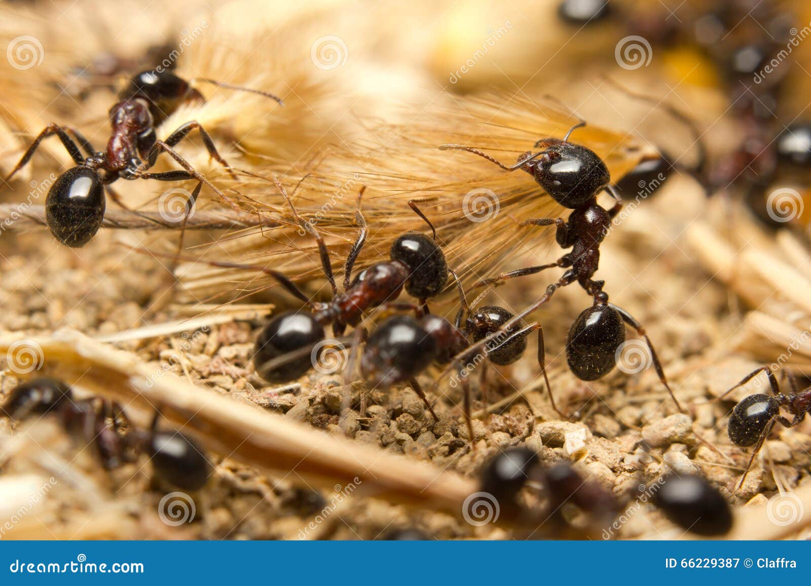 Formiche operaie nere immagine stock. Immagine di verde - 66229387