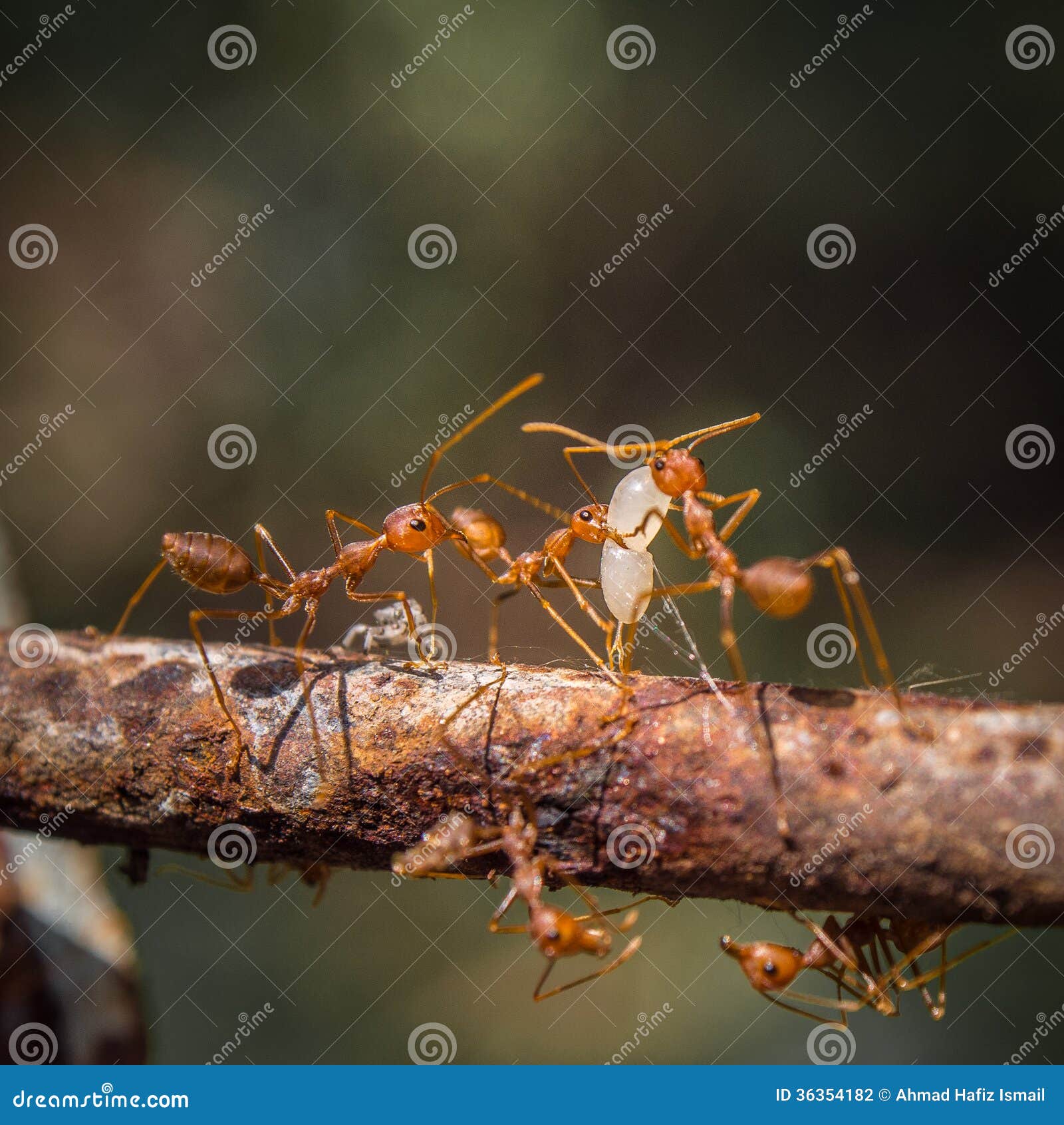 Formiche Rosse Che Lavorano Insieme Fotografia Stock - Immagine di ...