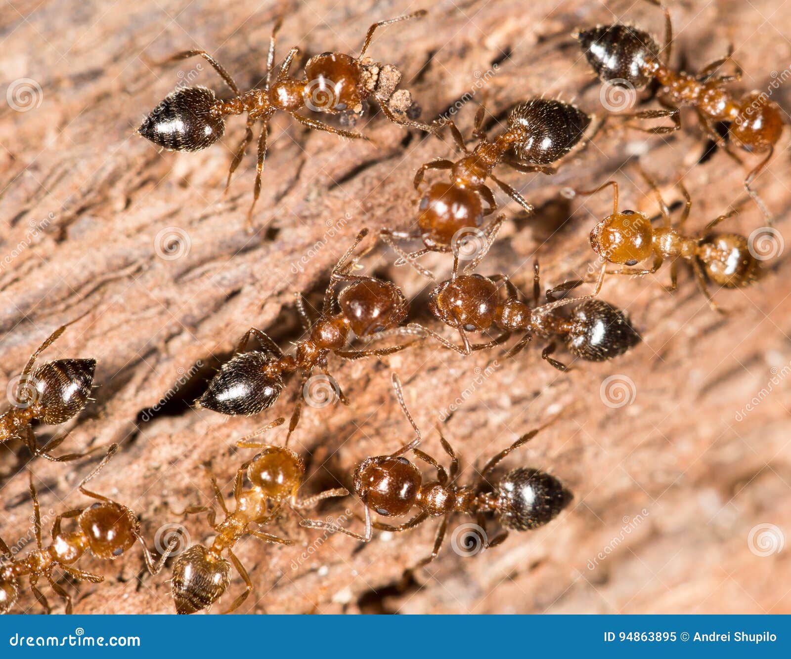Formiche Su Legno Primo Piano Immagine Stock - Immagine di nero ...
