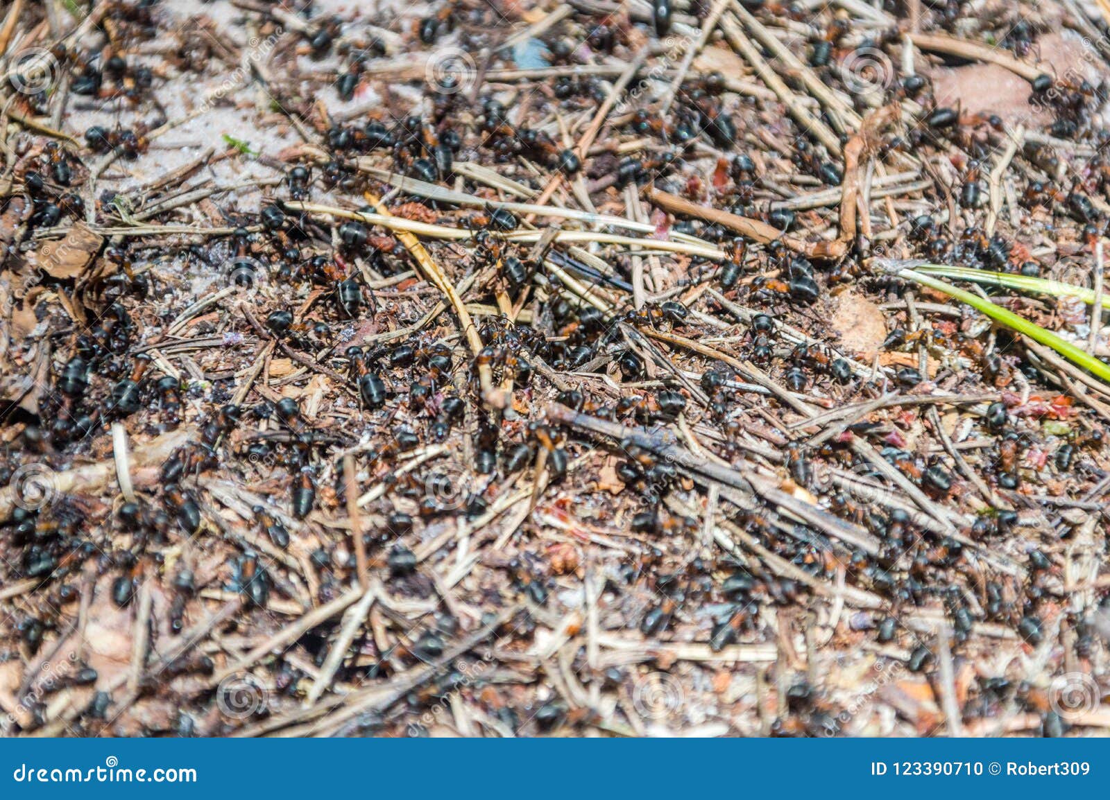 Formiche sul formicaio fotografia stock. Immagine di piccolo - 123390710