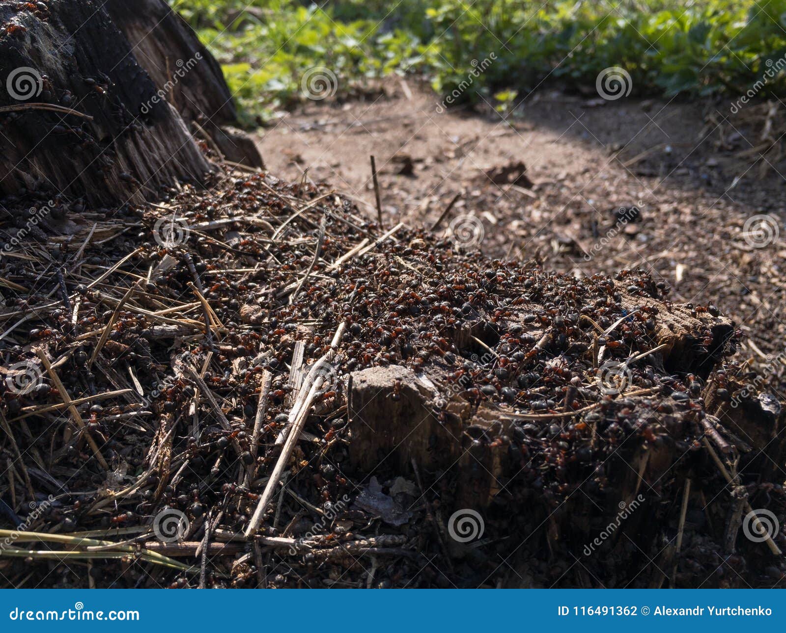 Formiche Sul Formicaio Vicino Al Ceppo Fotografia Stock - Immagine di ...