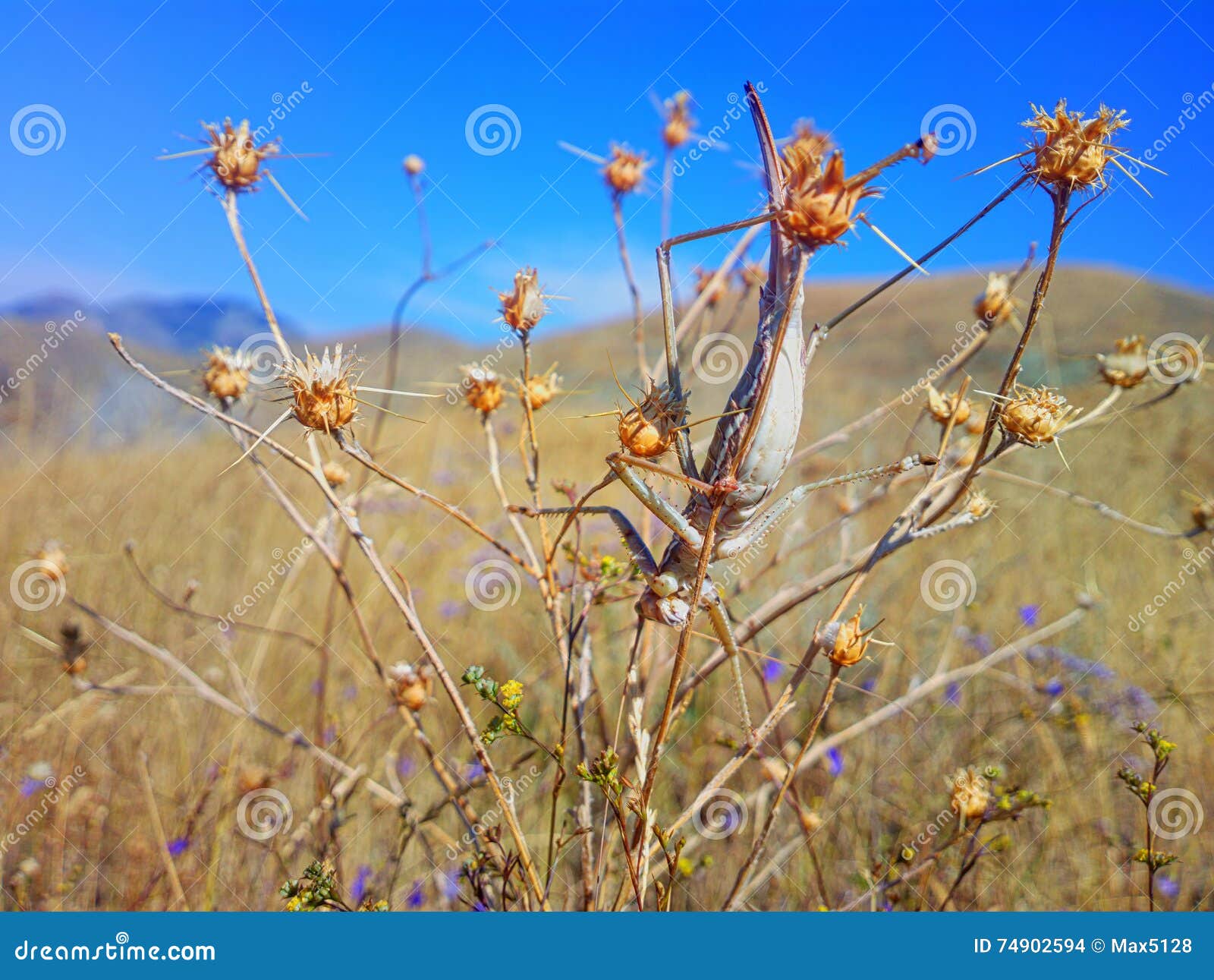 Formidable Insect. Armed with Thorns Huge Locust Stock Photo - Image of ...