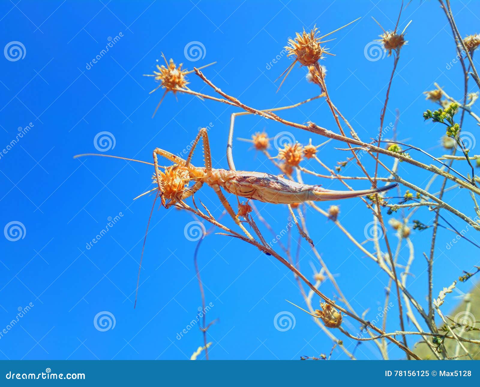 Formidable Insect. Armed with Thorns Huge Locust Stock Image - Image of ...