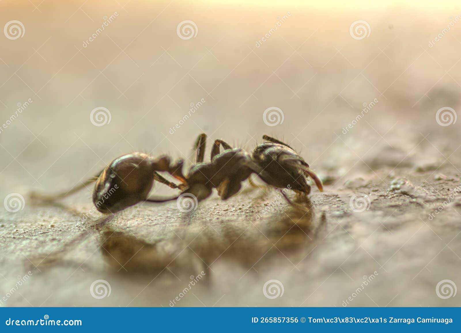 Formiga Argentina Comendo Sobre a Mesa Foto de Stock - Imagem de pés ...