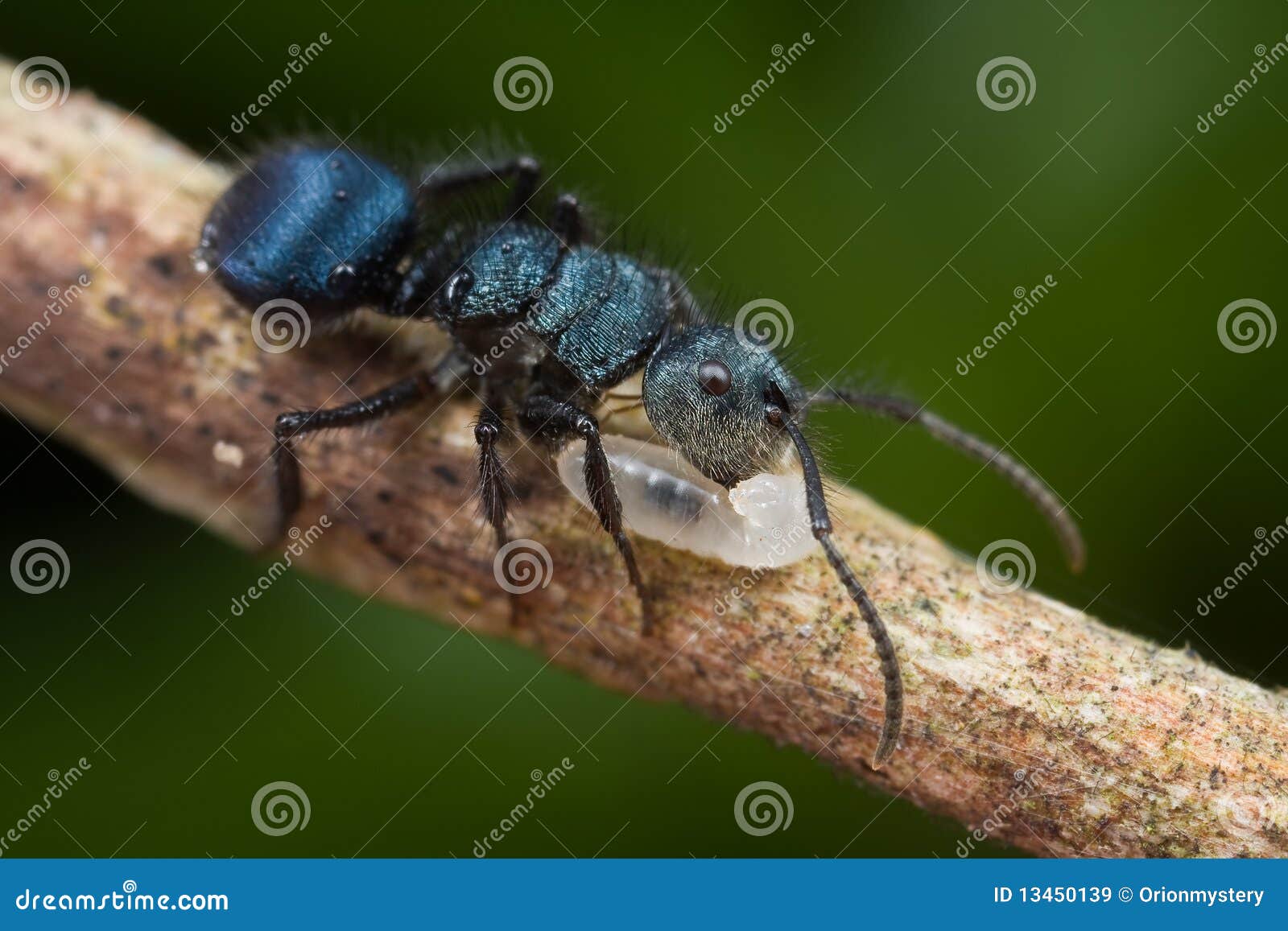 Formiga azul com larva imagem de stock. Imagem de vara - 13450139