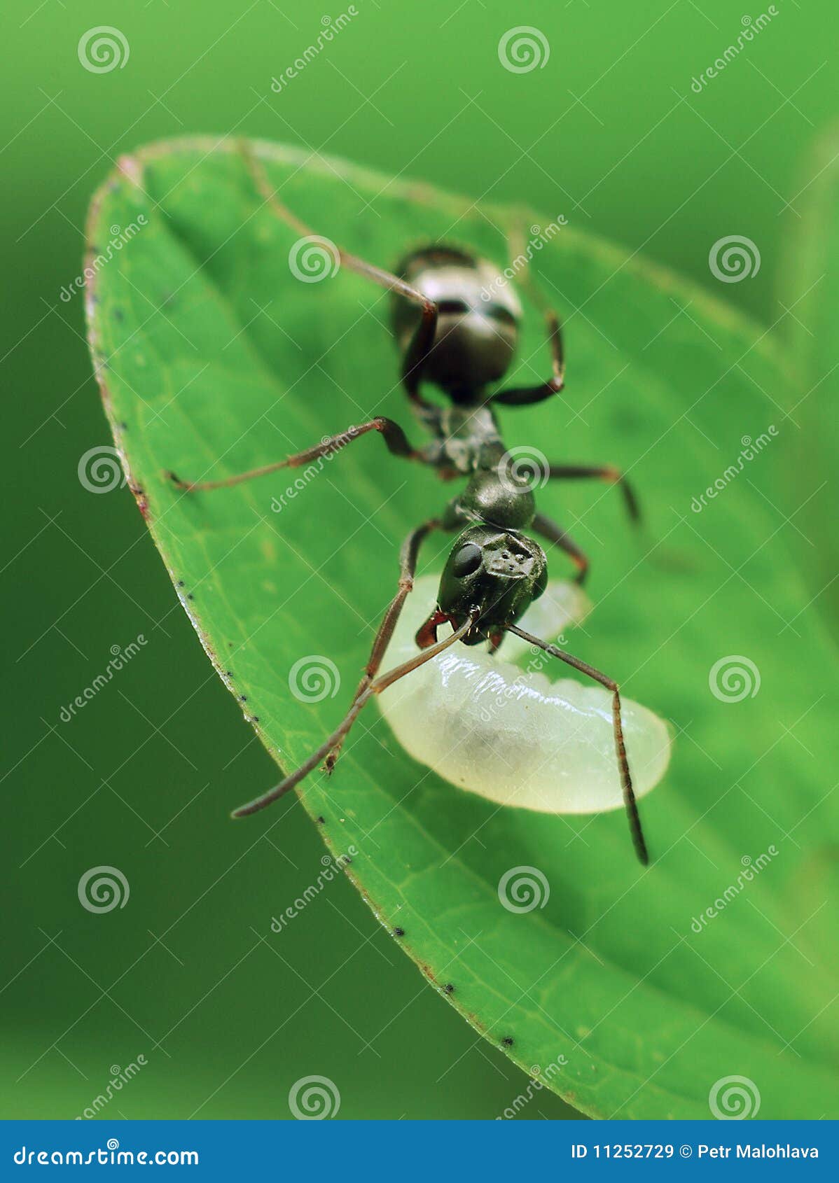 Formiga com larva imagem de stock. Imagem de ocupado - 11252729