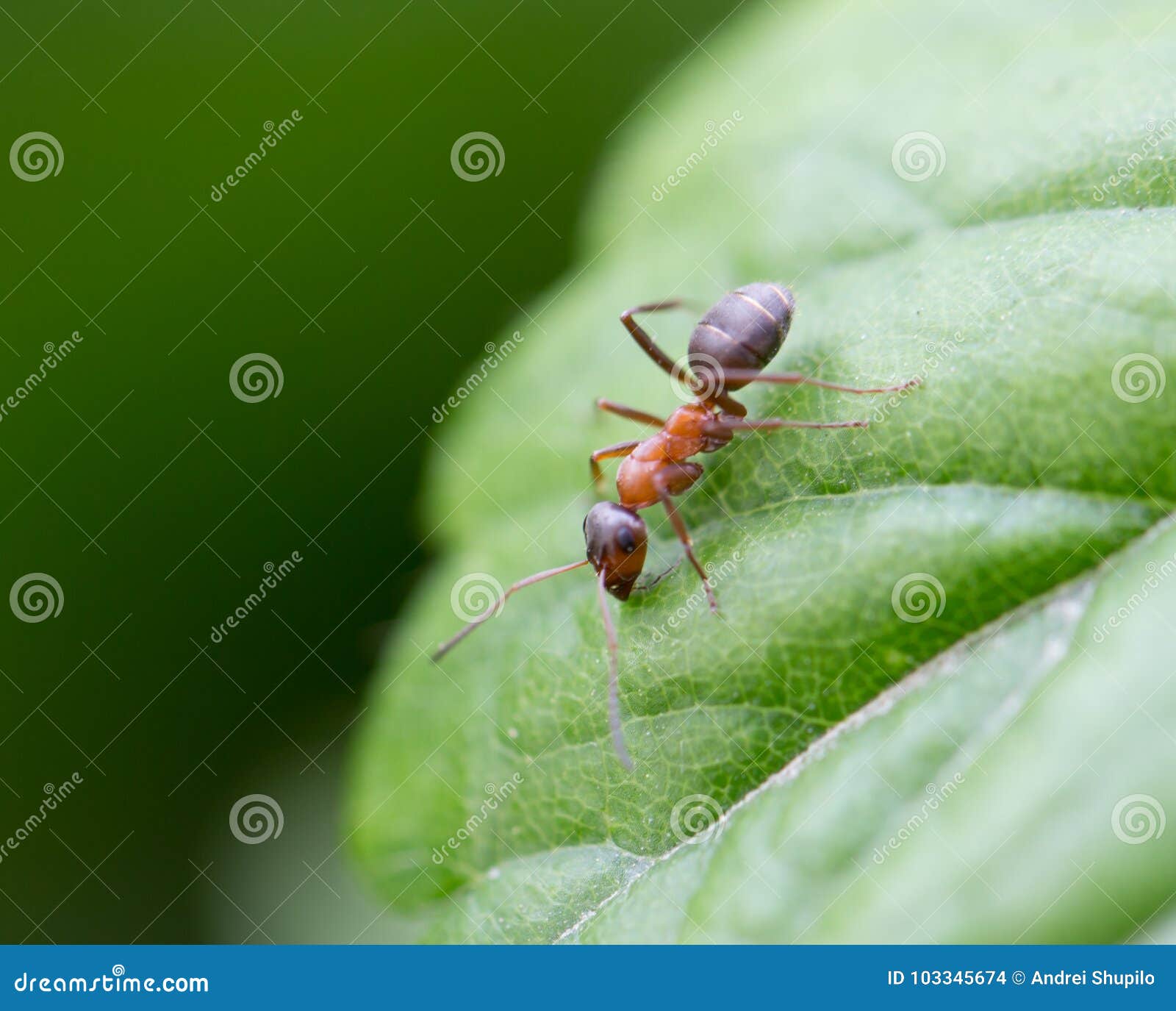 Formiga Da Bala Na Selva Do Rio Dos Amazonas Foto de Stock - Imagem de ...