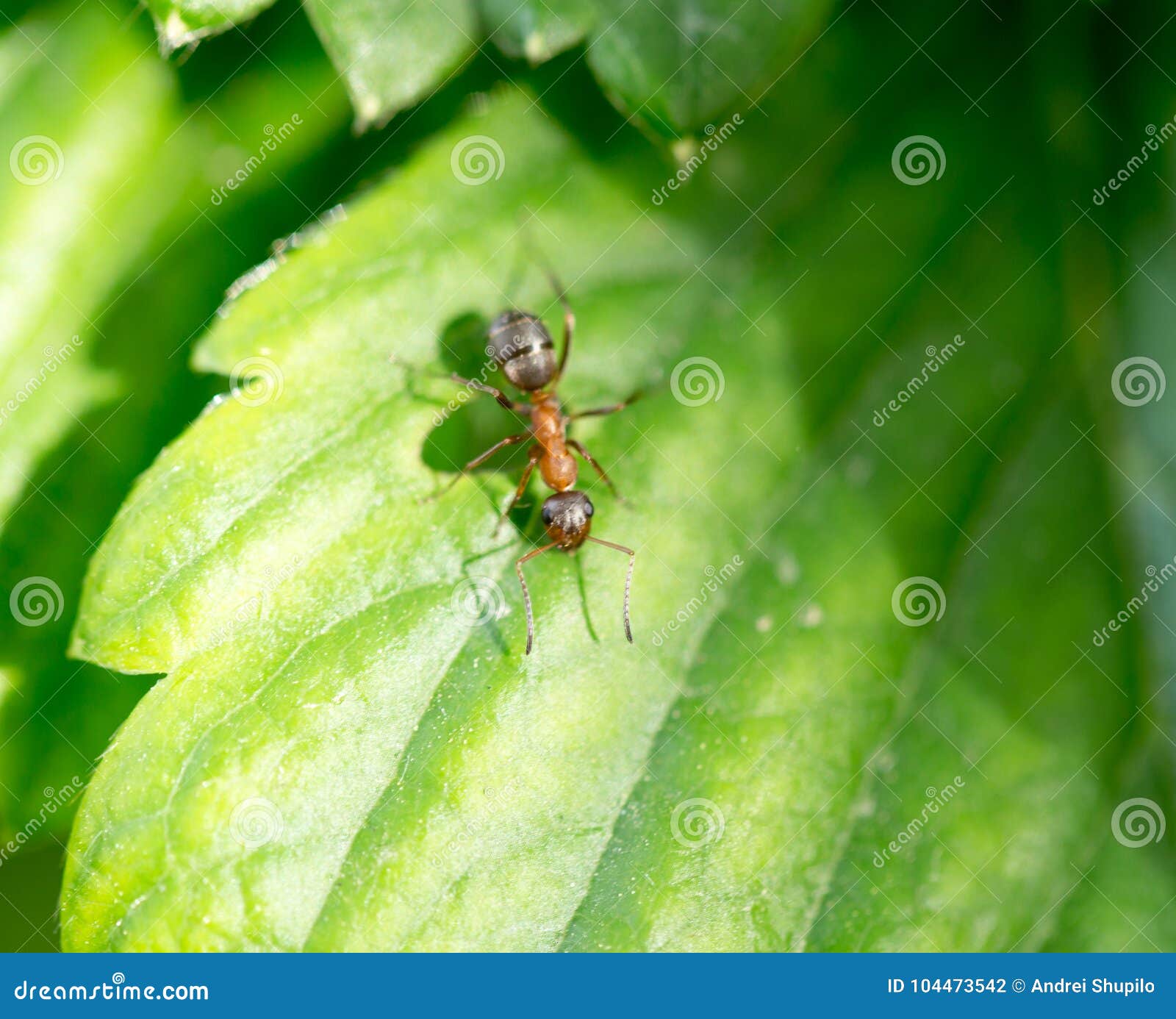 Formiga Da Bala Na Selva Do Rio Dos Amazonas Foto de Stock - Imagem de ...