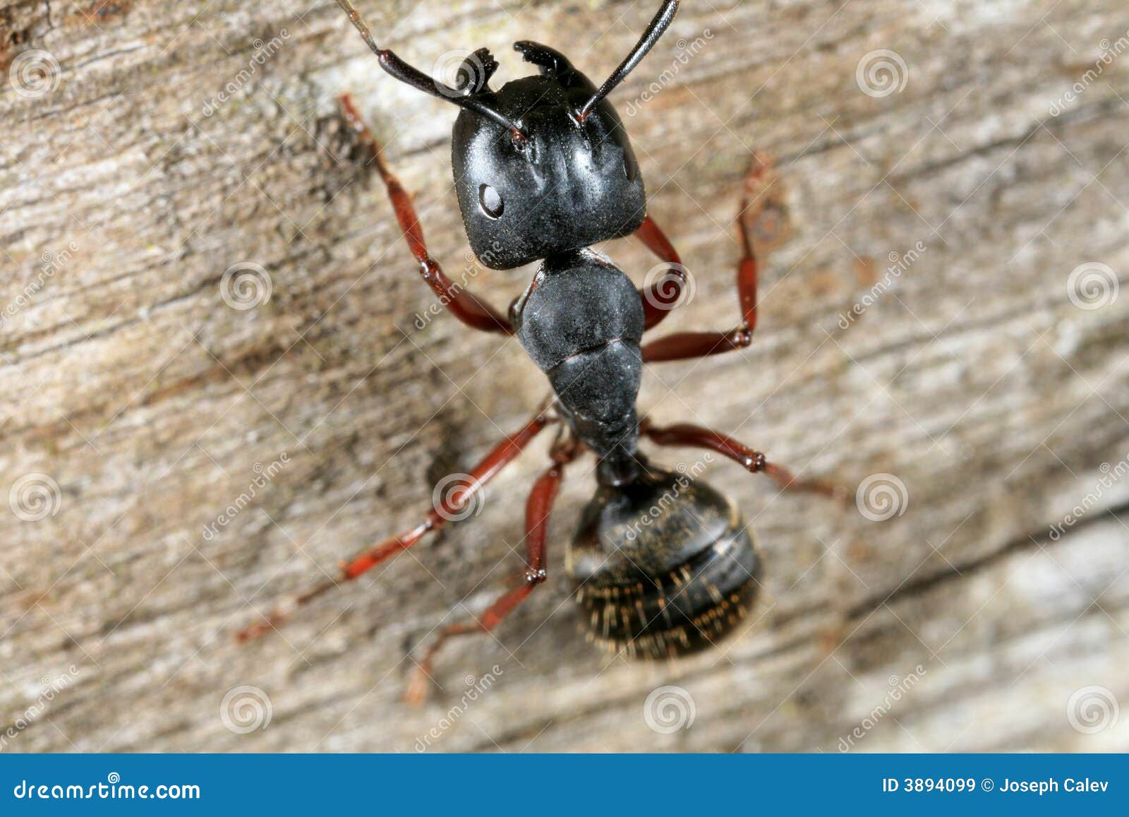 Formiga De Carpinteiro Preta Imagem de Stock - Imagem de antena ...