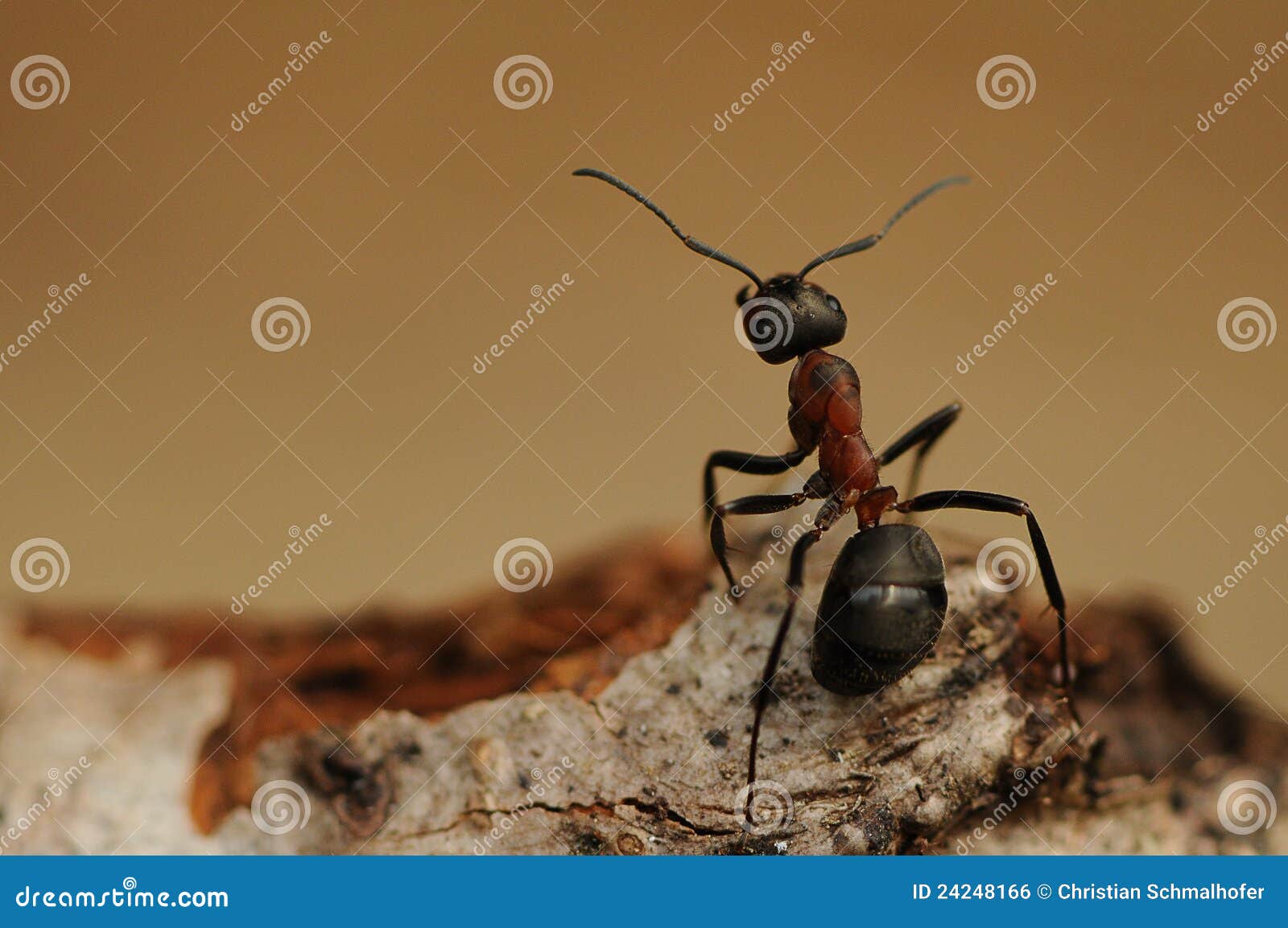 Formiga De Madeira Do Sul (Formica Rufa) Foto de Stock - Imagem de ...