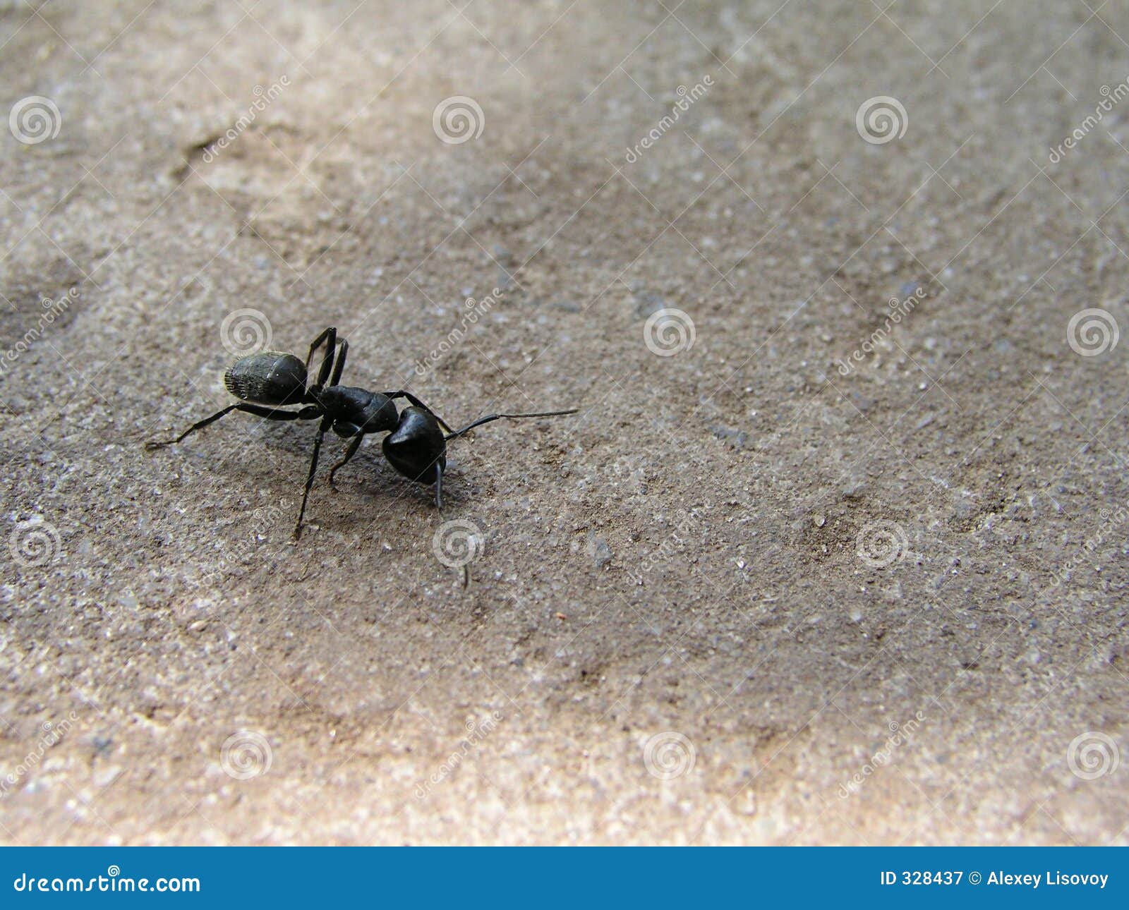 Formiga de madeira preta imagem de stock. Imagem de pés - 328437