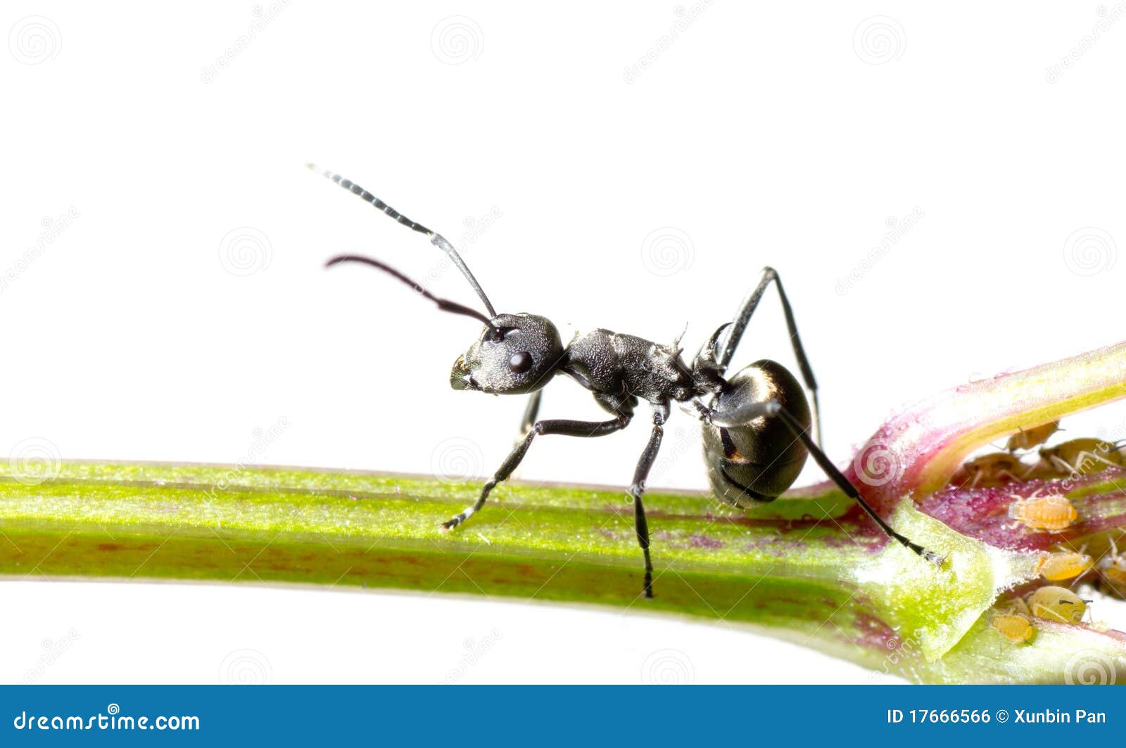 Formiga do inseto foto de stock. Imagem de detalhe, isolado - 17666566