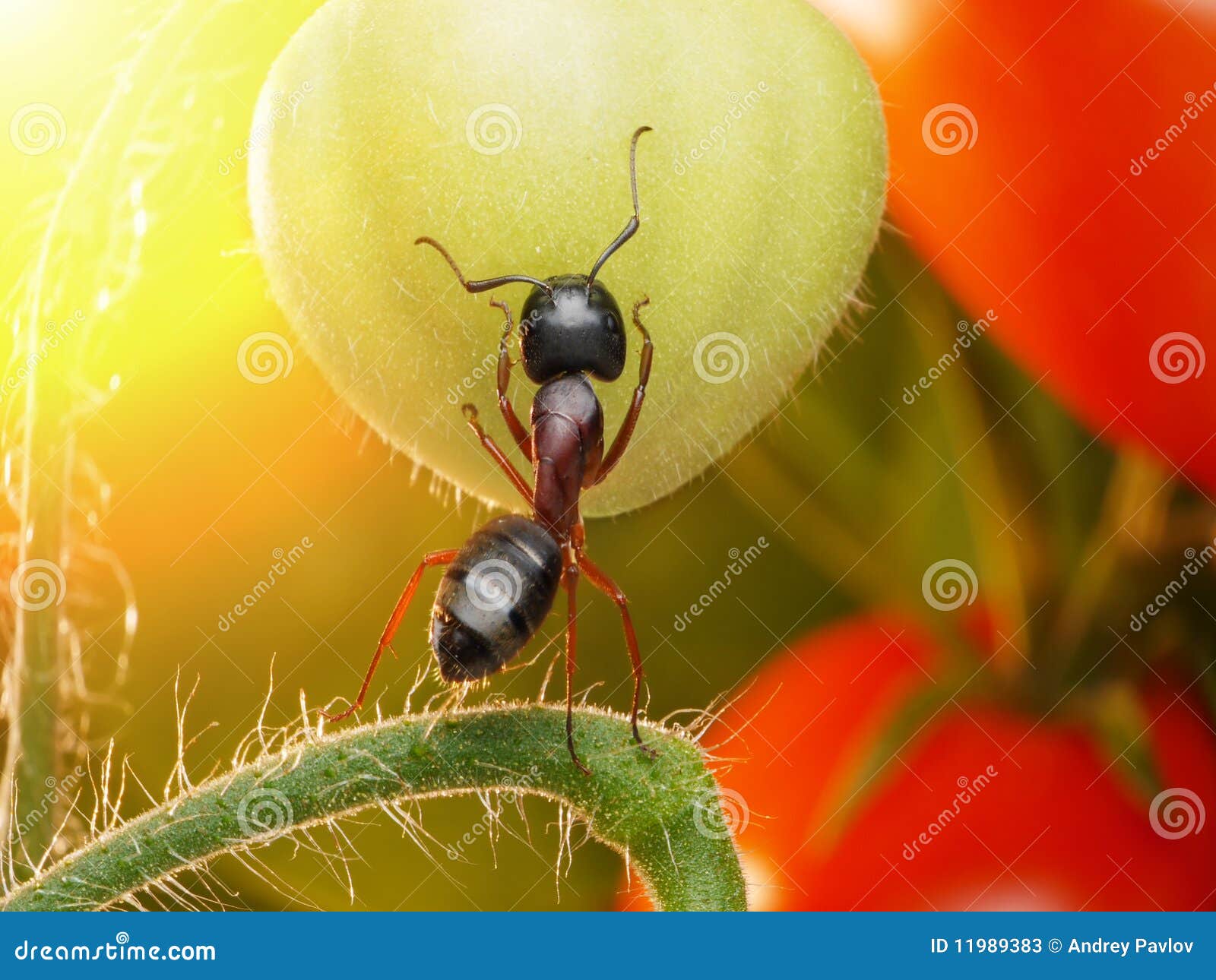 Formiga Do Jardim Que Verific Tomates Imagem de Stock - Imagem de ...