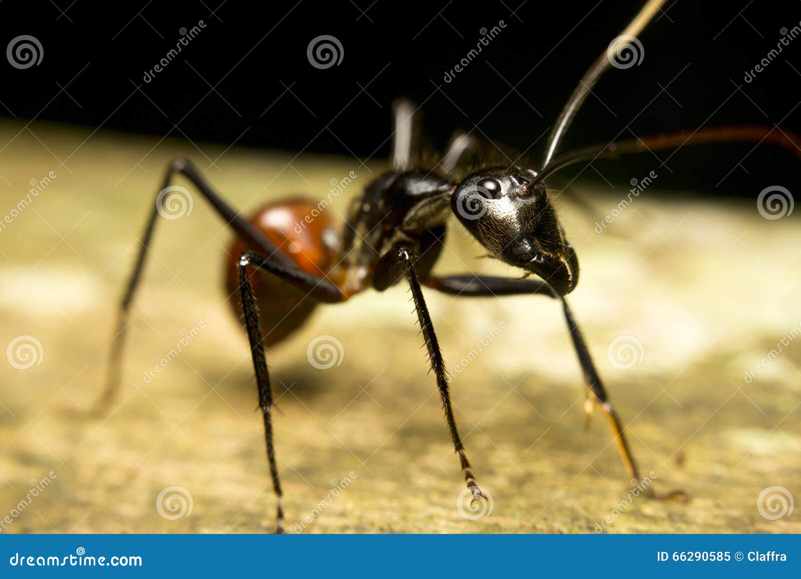 Formiga gigante tropical imagem de stock. Imagem de parque - 66290585