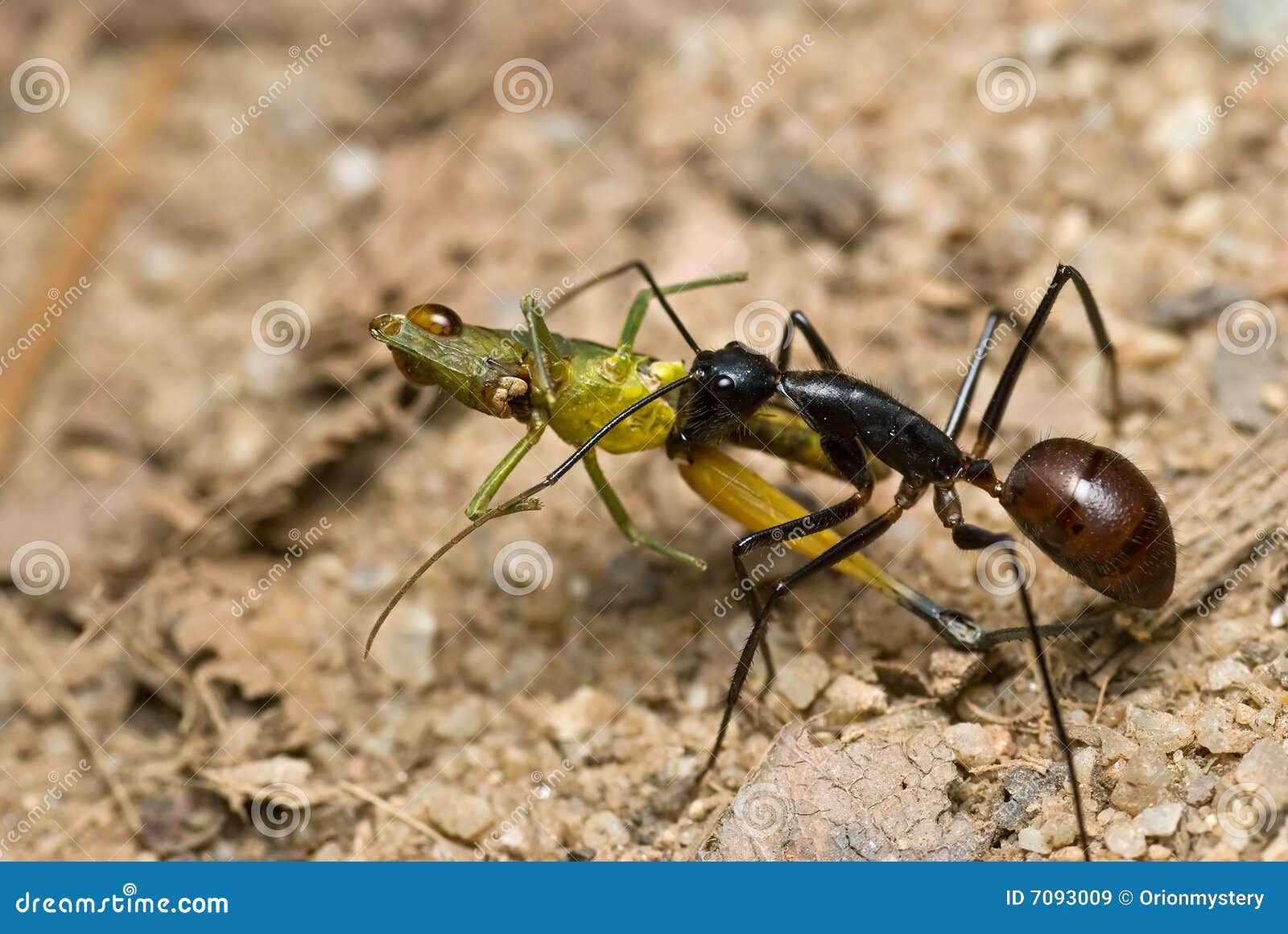 Formiga Gigante Tropical, Camponotus Gigas Imagem de Stock - Imagem de ...