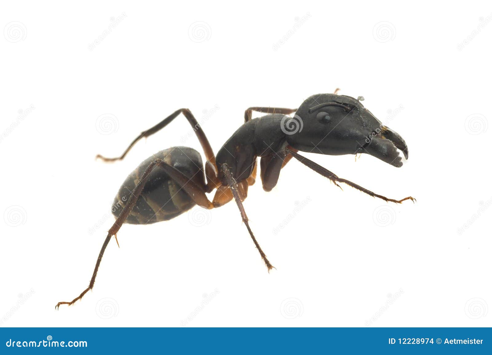 Formiga Grande Isolada No Fundo Branco Foto de Stock - Imagem de antena ...