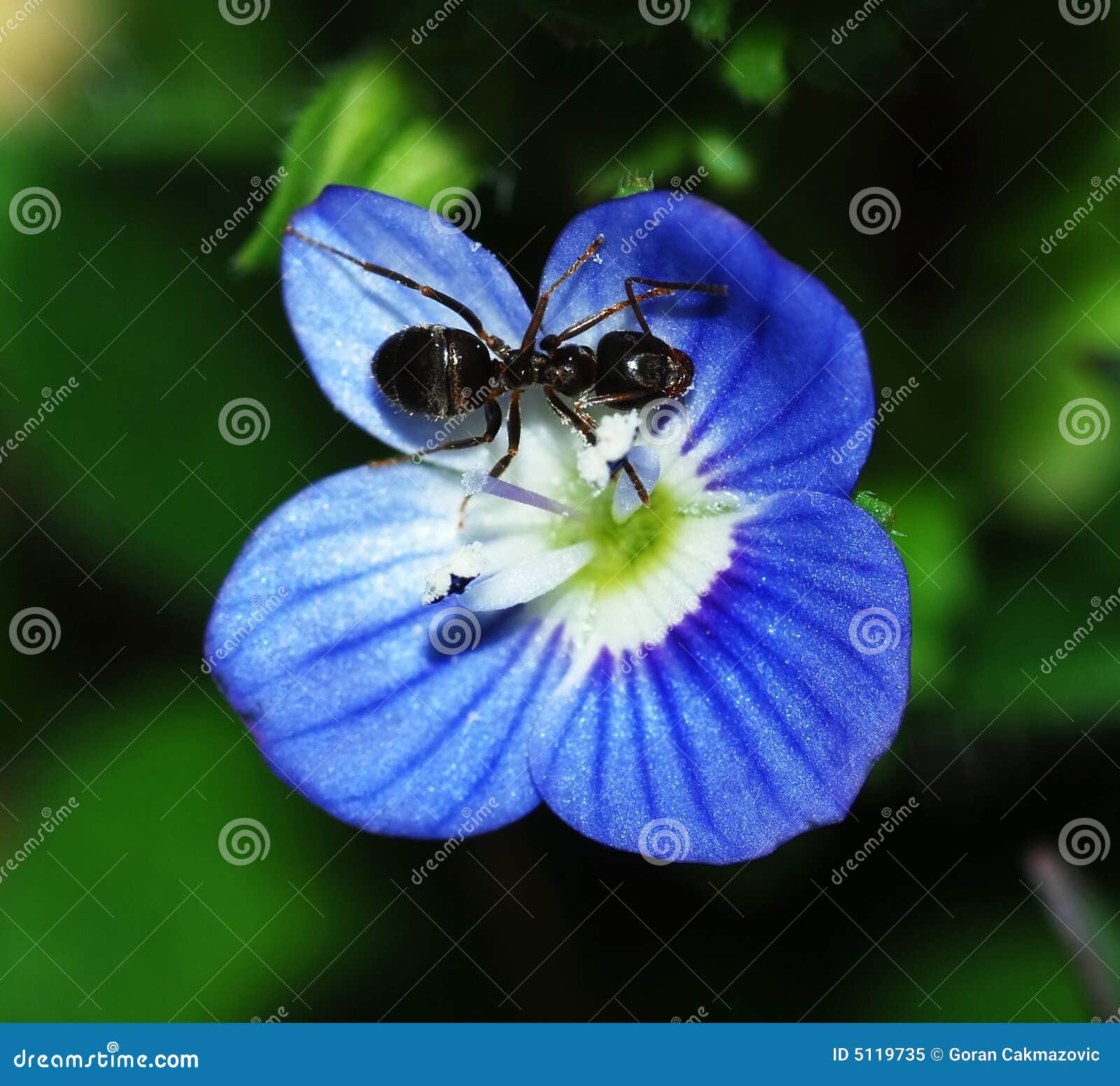 Formiga na flor imagem de stock. Imagem de colorido, formiga - 5119735