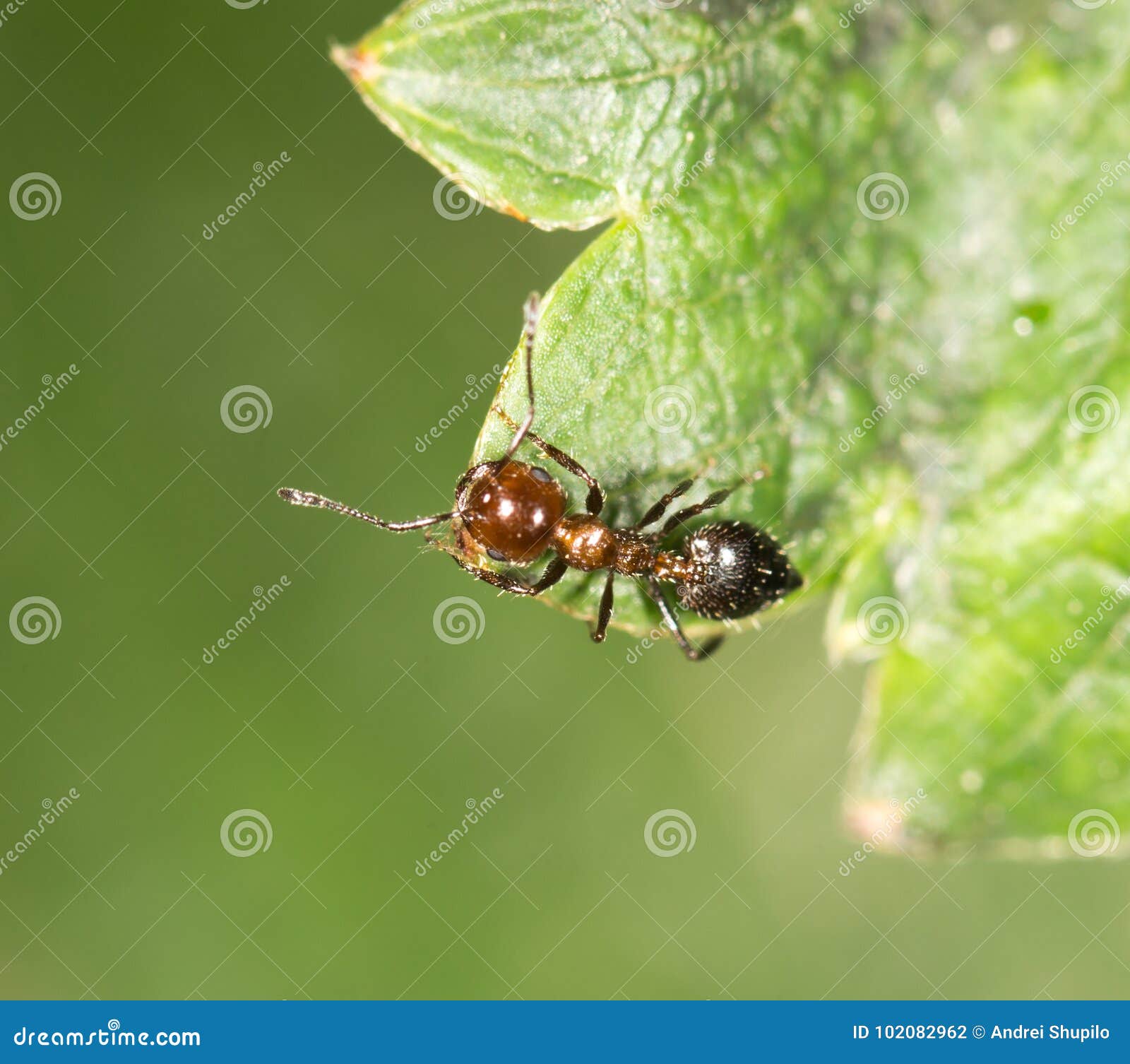 Formiga Na Natureza Close-up Foto de Stock - Imagem de antena, vermelho ...