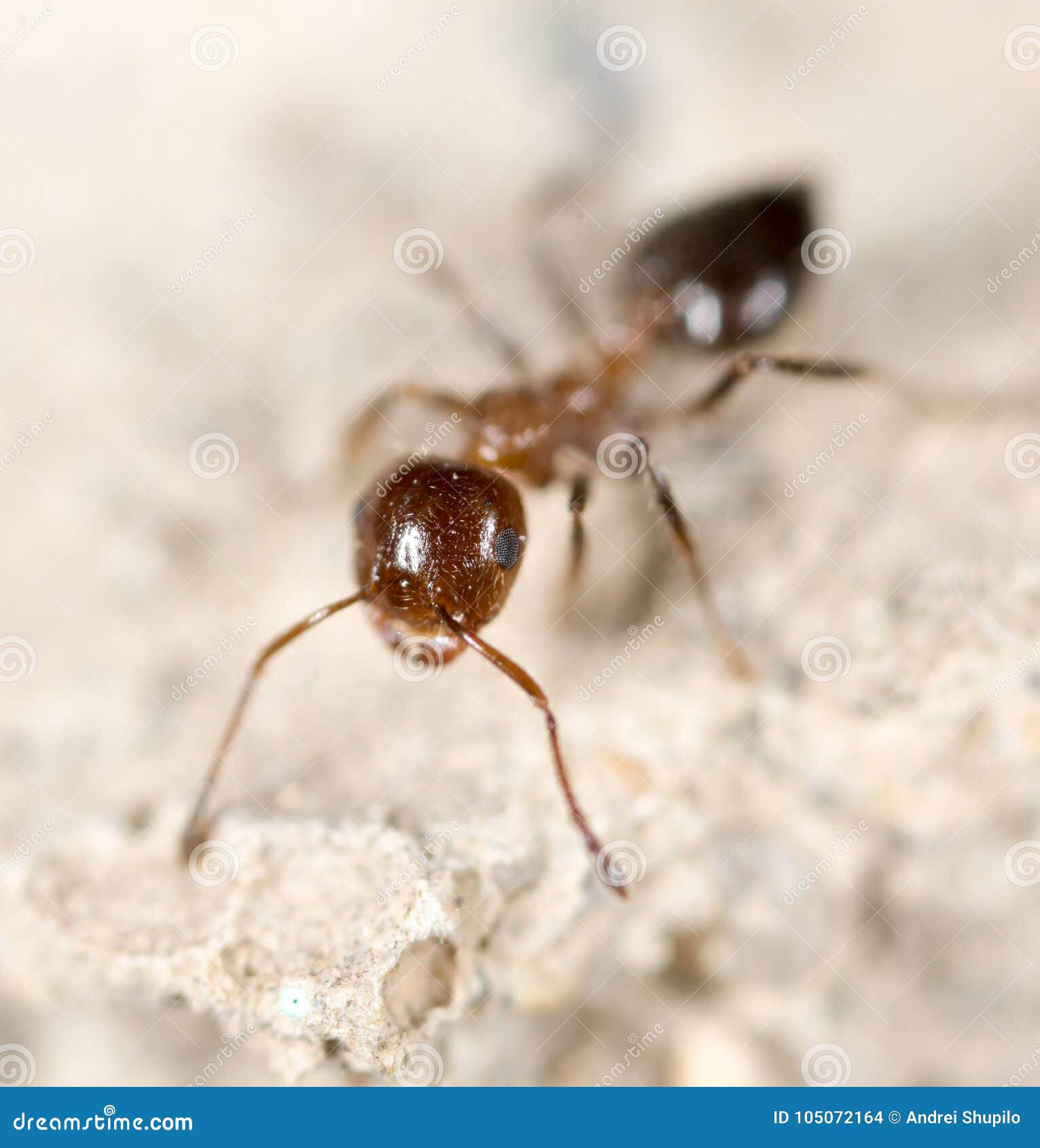 Formiga na terra Macro foto de stock. Imagem de vida - 105072164