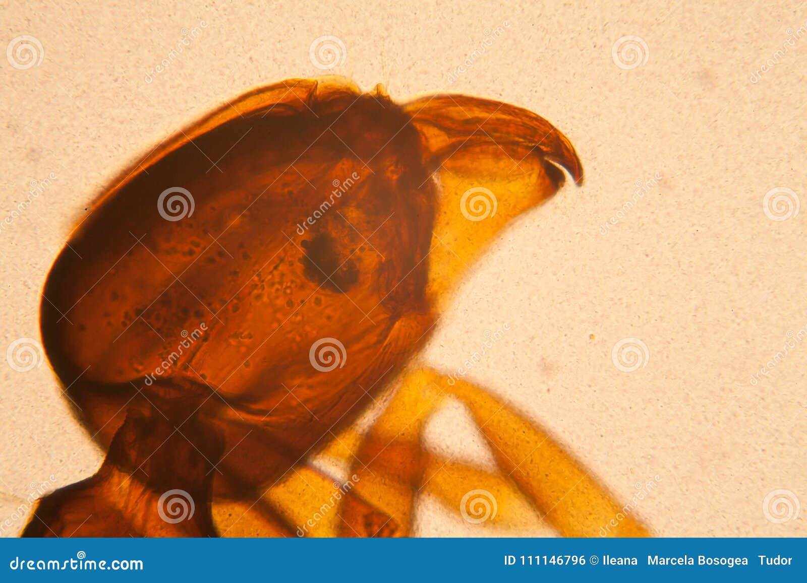 Formiga no microscópio foto de stock. Imagem de inseto - 111146796