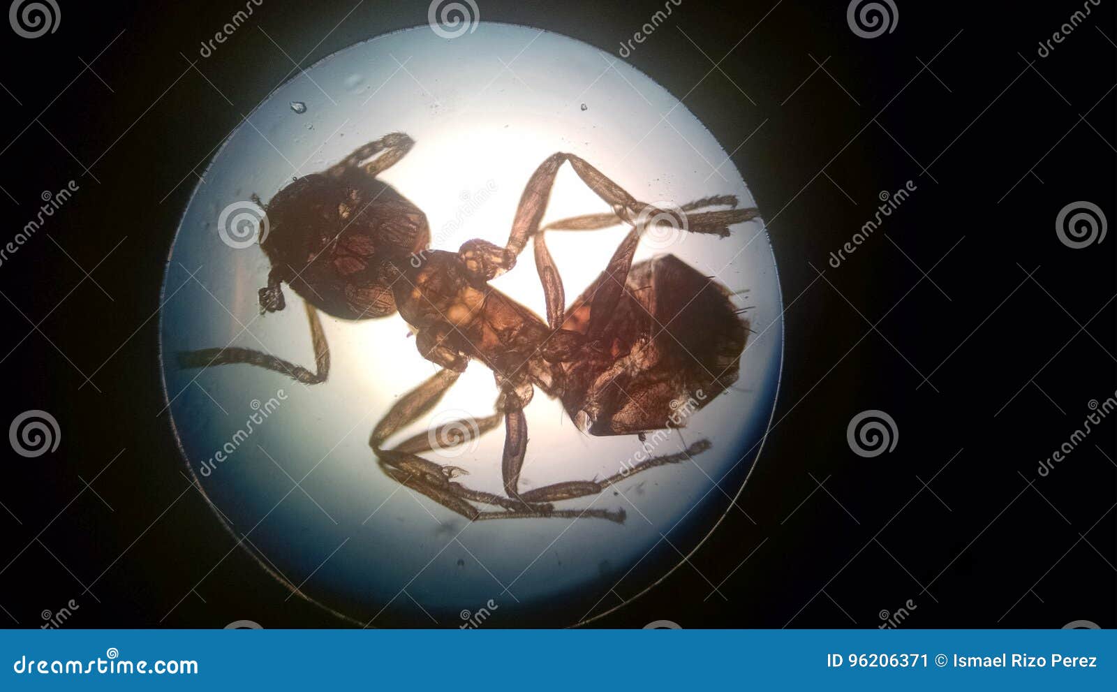 Formiga no microscópio imagem de stock. Imagem de formiga - 96206371