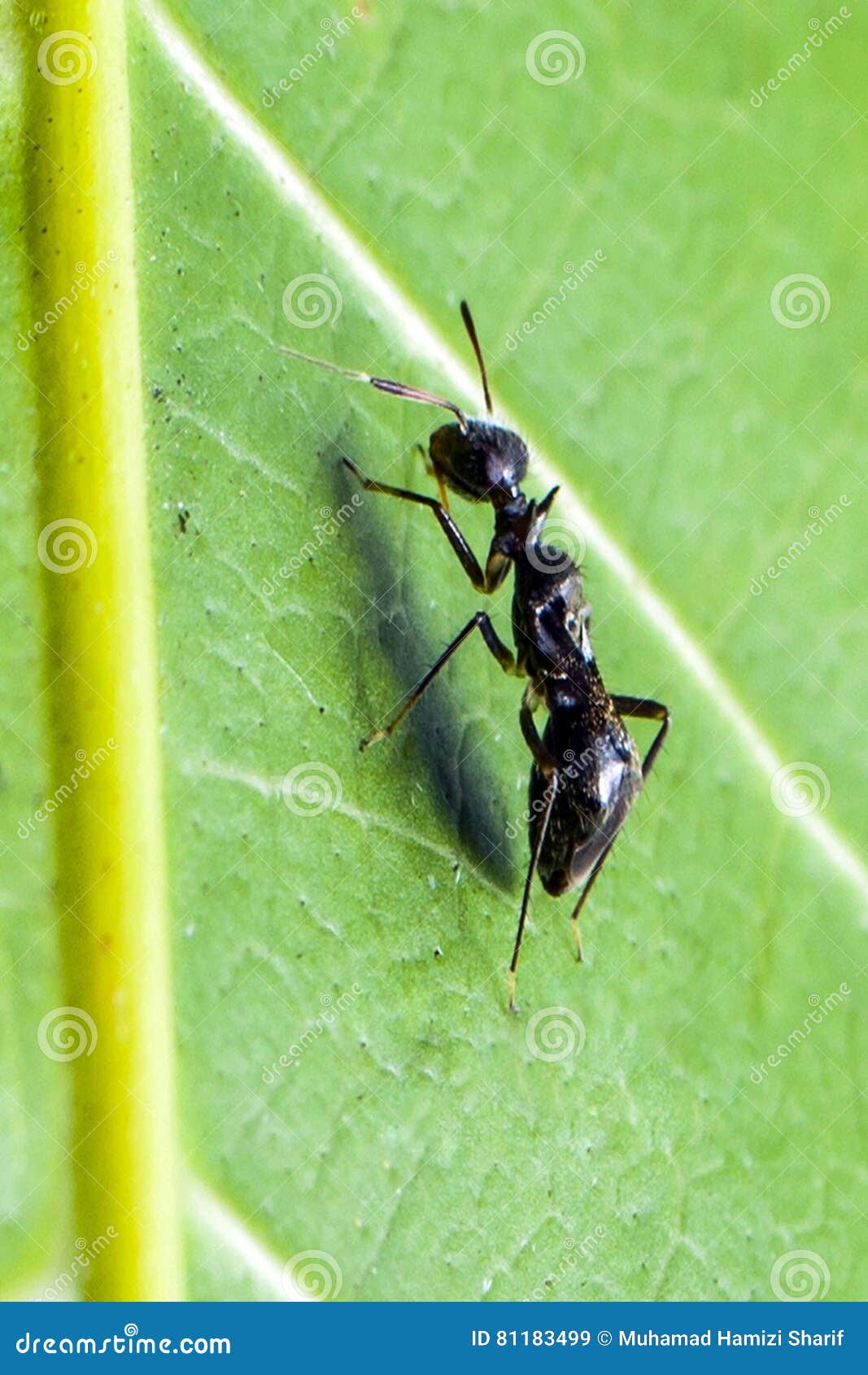 Formiga preta imagem de stock. Imagem de pequeno, selvagem - 81183499