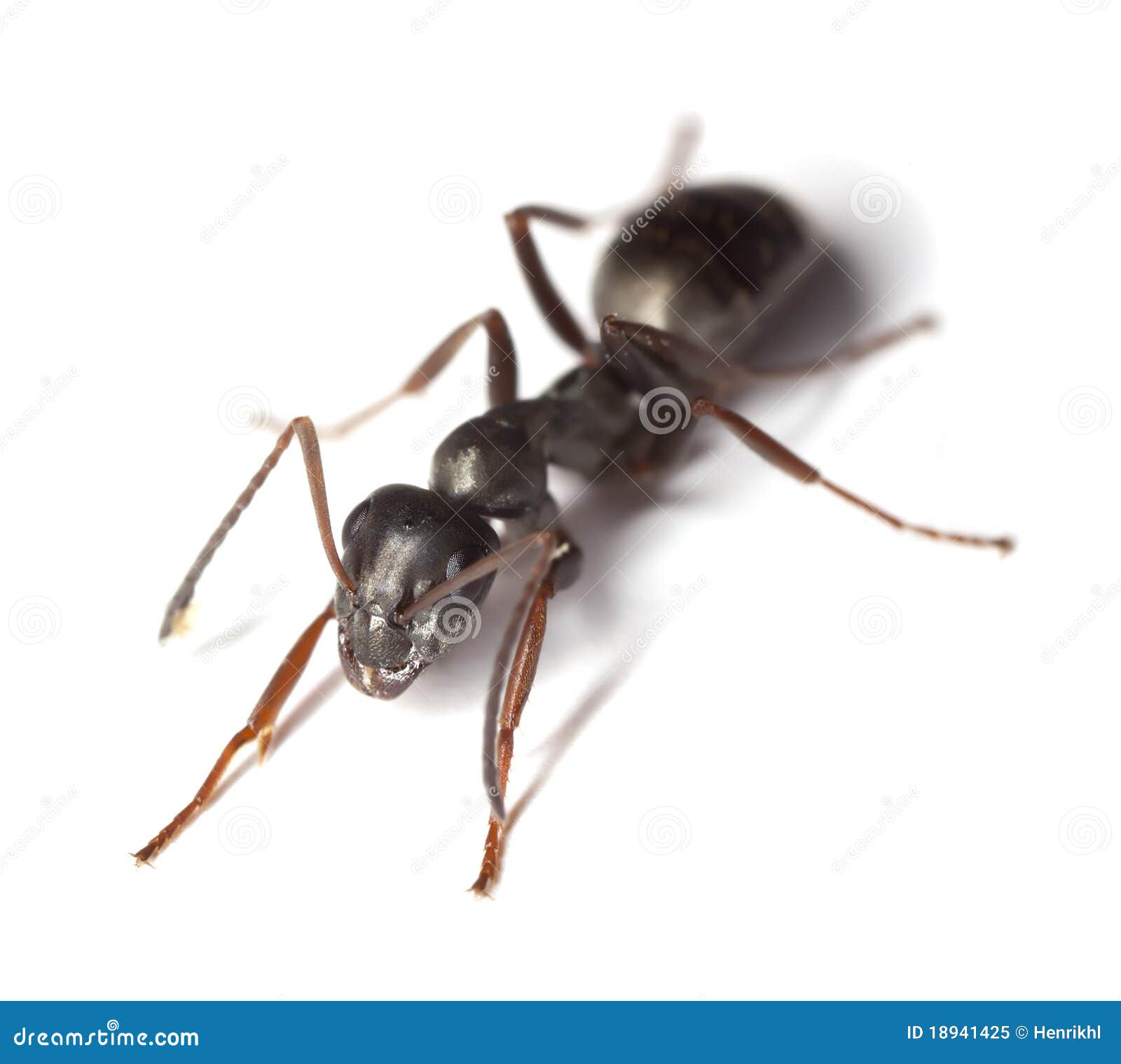 Formiga Preta Do Jardim (Lasius Niger) Foto de Stock Royalty Free ...