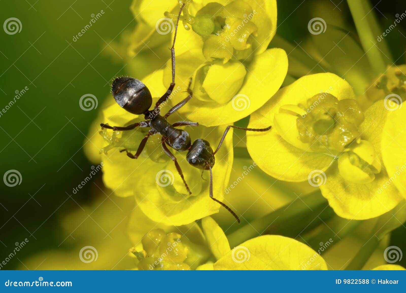 Formiga Preta Do Jardim, Lasius Niger Foto de Stock - Imagem de pés ...