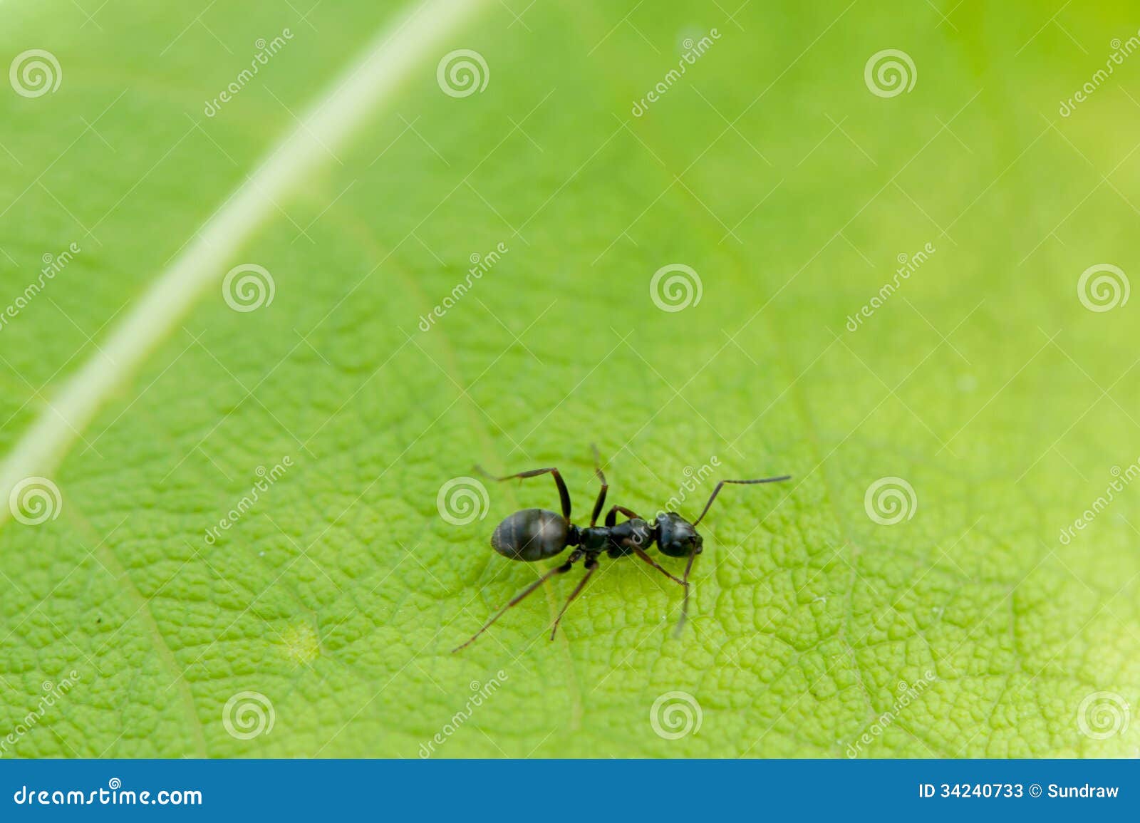 Formiga Preta Em Uma Folha Verde Imagem de Stock - Imagem de praga ...