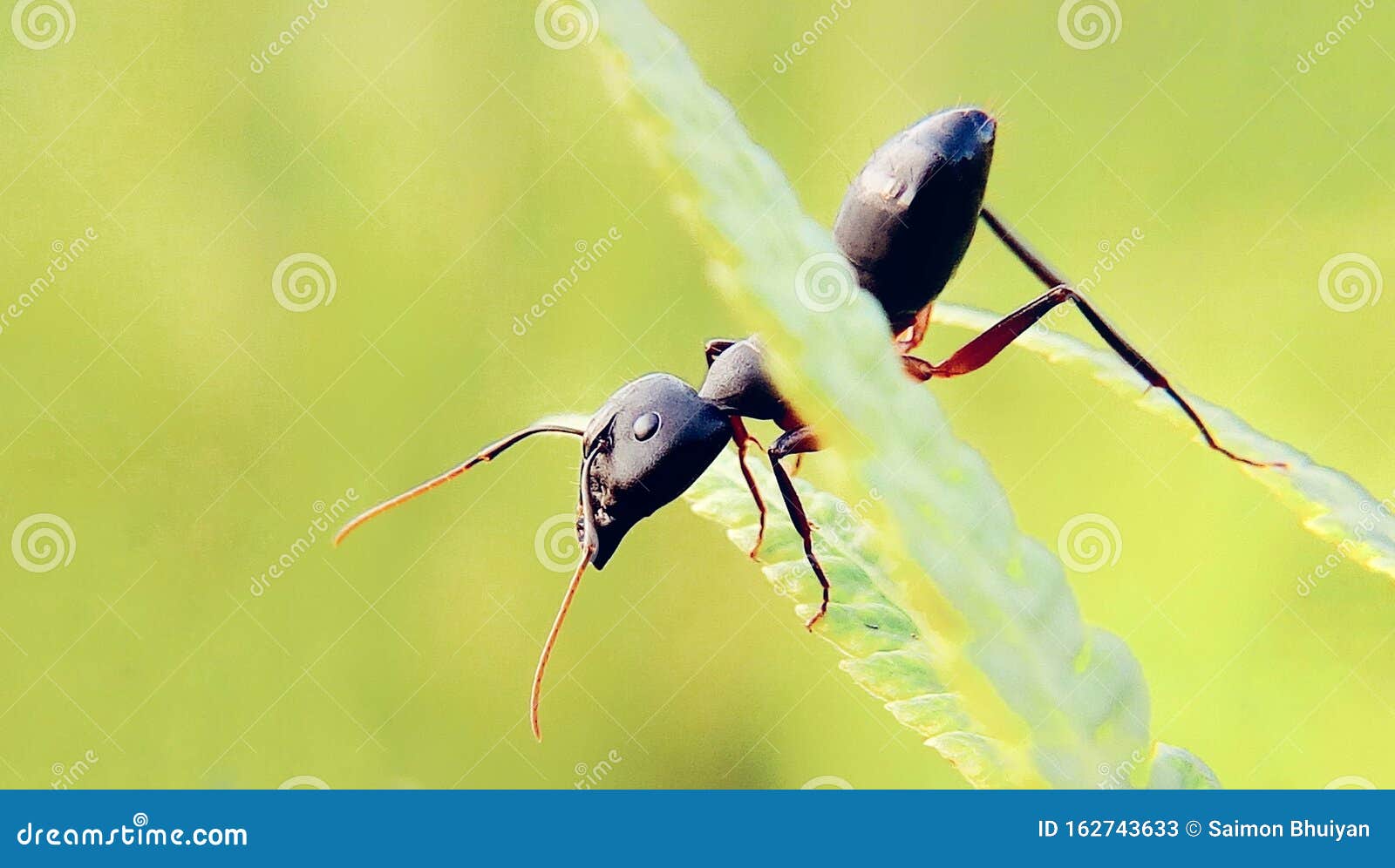 Formiga Preta, Formiga Gigante Imagem de Stock - Imagem de fotografia ...