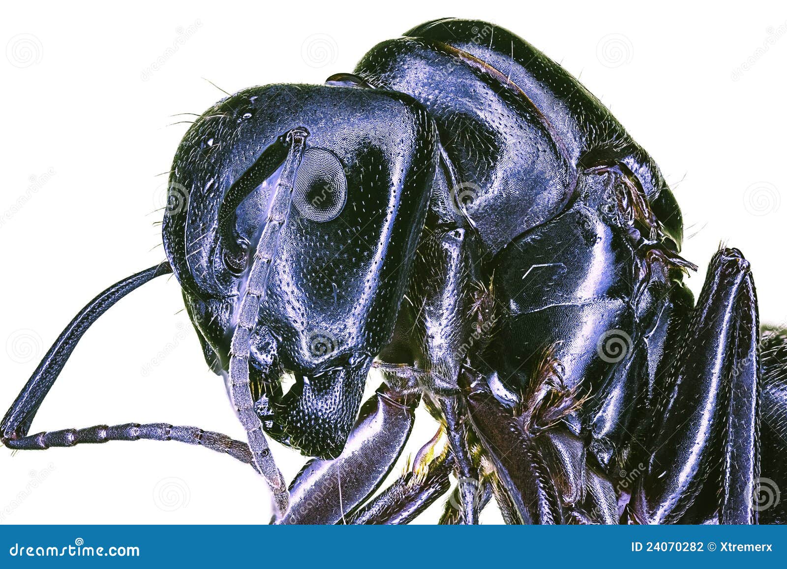 Formiga Preta Gigante Macro Extrema Foto de Stock - Imagem de fundo ...