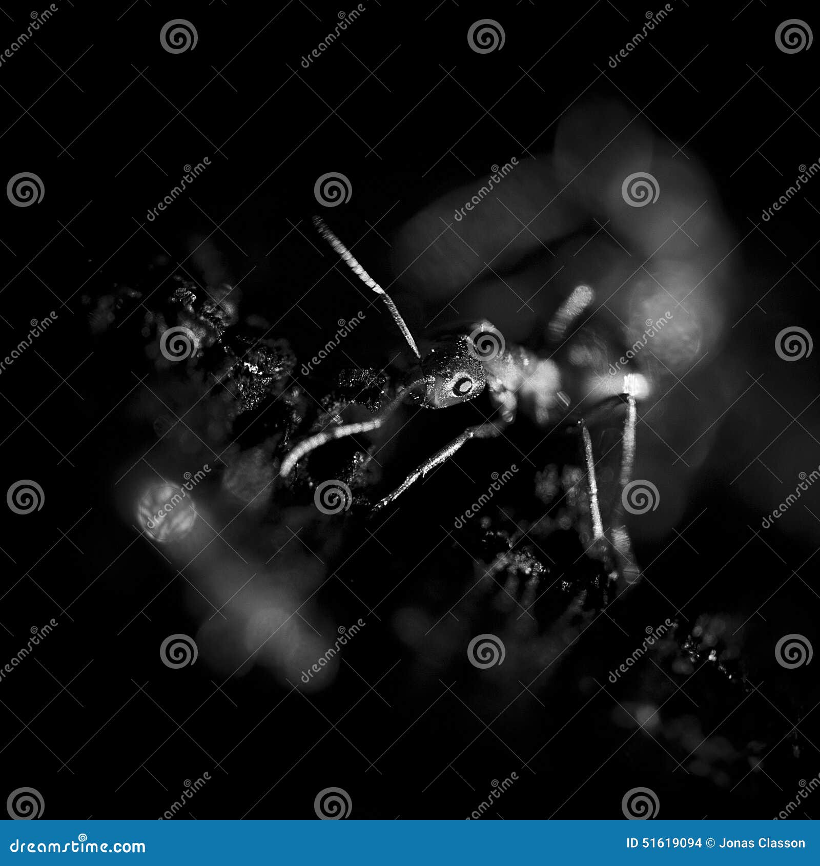 Formiga preta grande foto de stock. Imagem de wildlife - 51619094