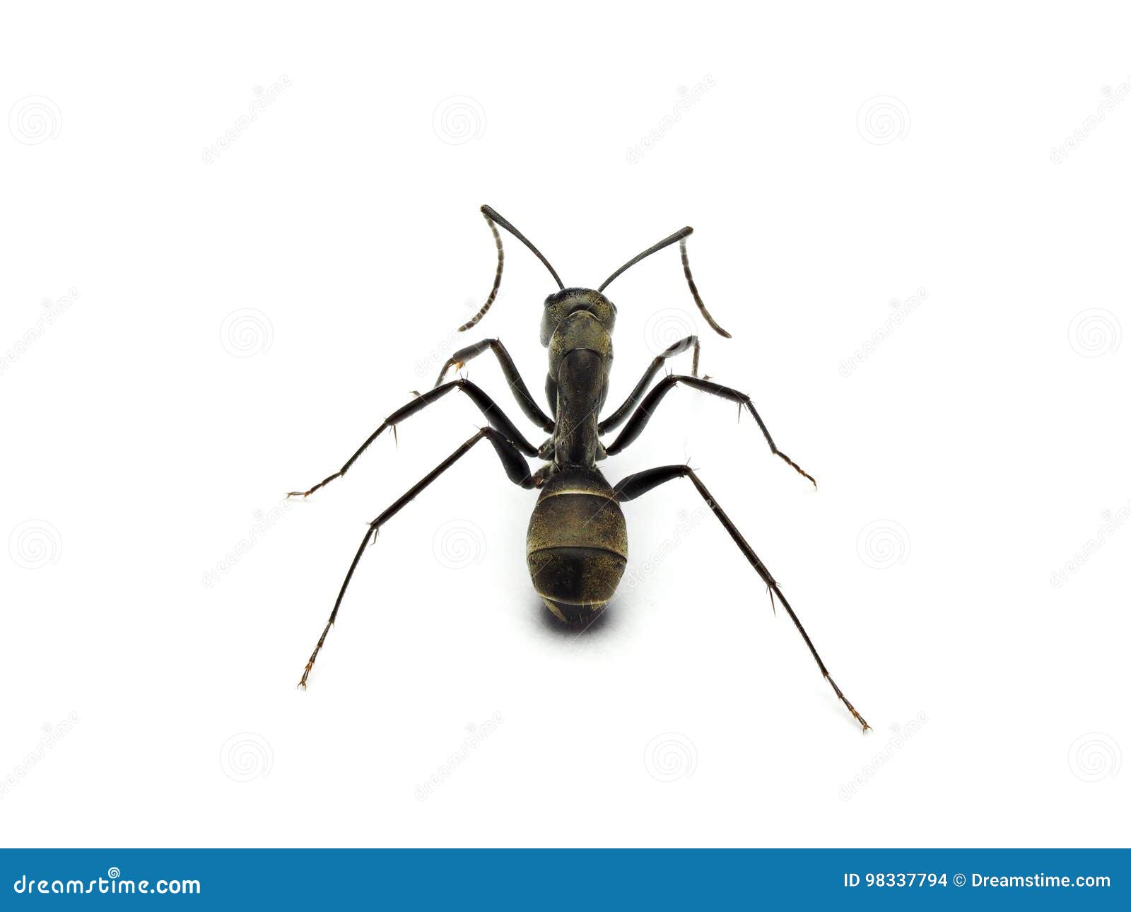 Formiga Preta Isolada No Fundo Branco Foto de Stock - Imagem de foco ...