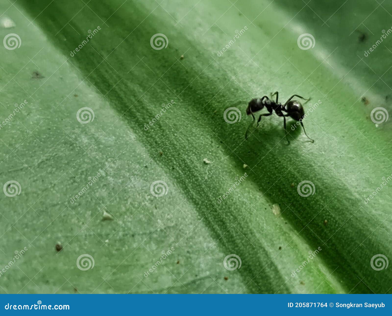 Formiga Preta Na Folha Grande Foto de Stock - Imagem de besouro, preto ...