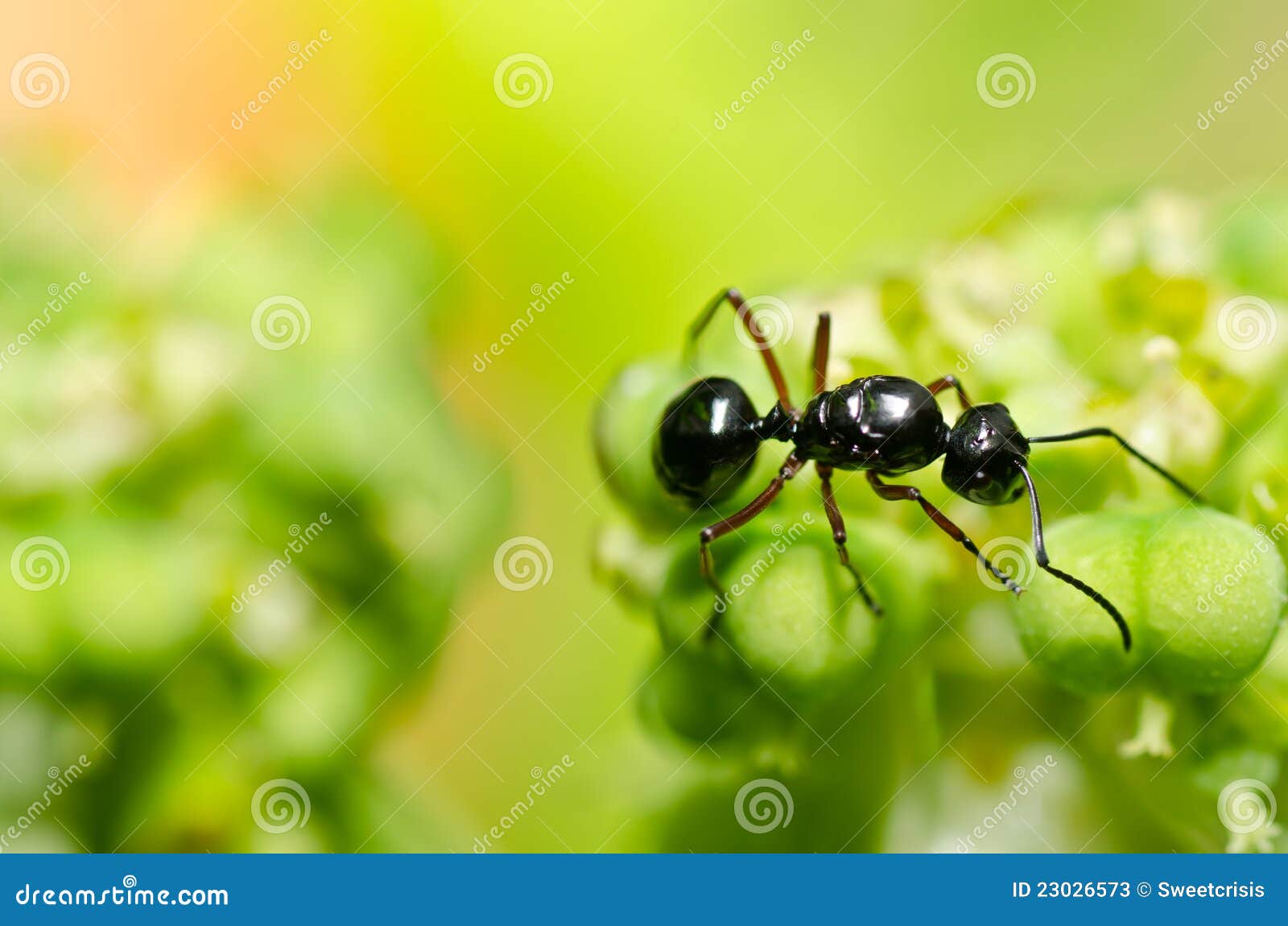 Formiga Preta Na Natureza Verde Imagem de Stock - Imagem de verde, nave ...
